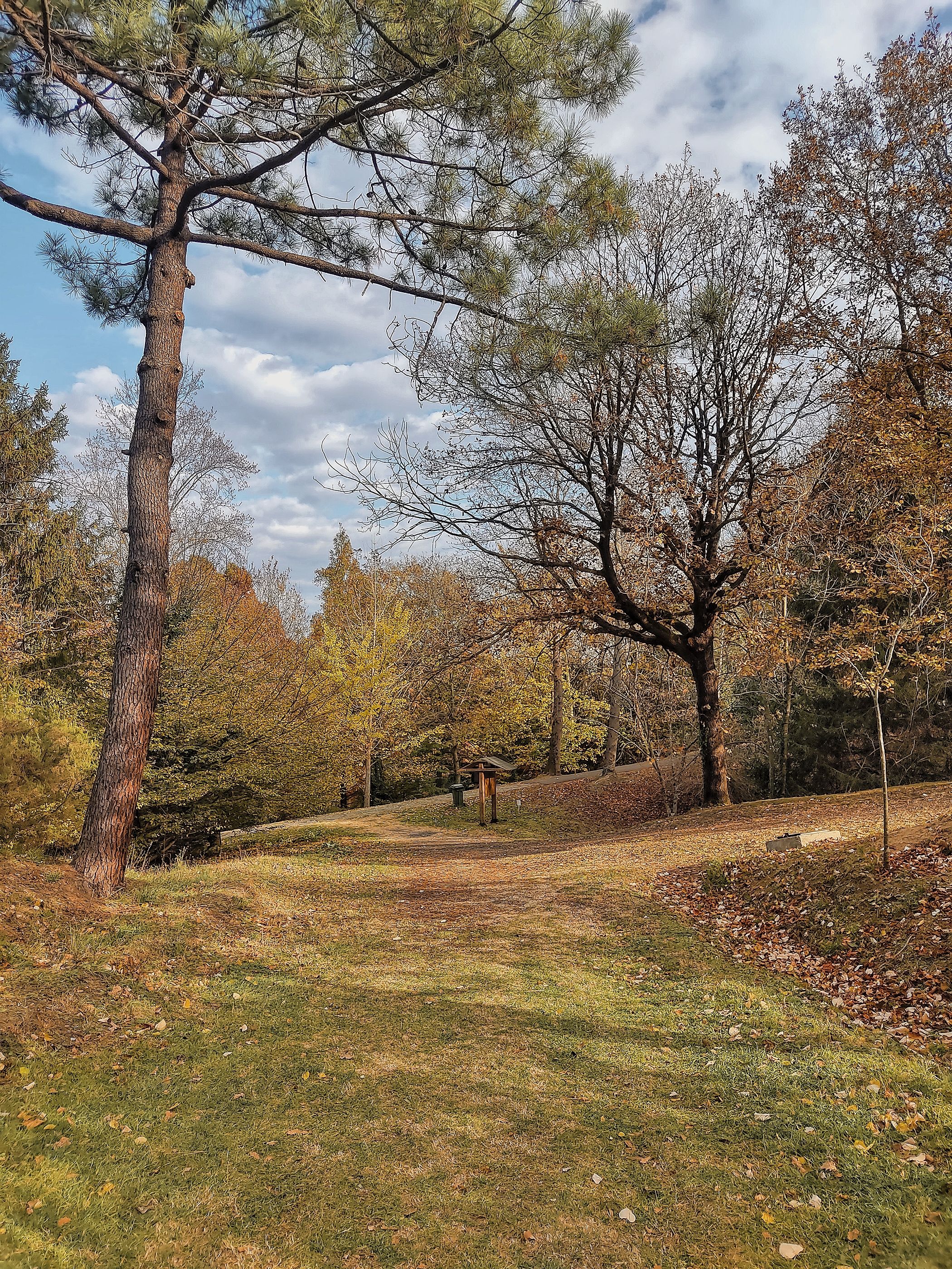 Scenic Autumn Park in İstanbul's Nature · Free Stock Photo