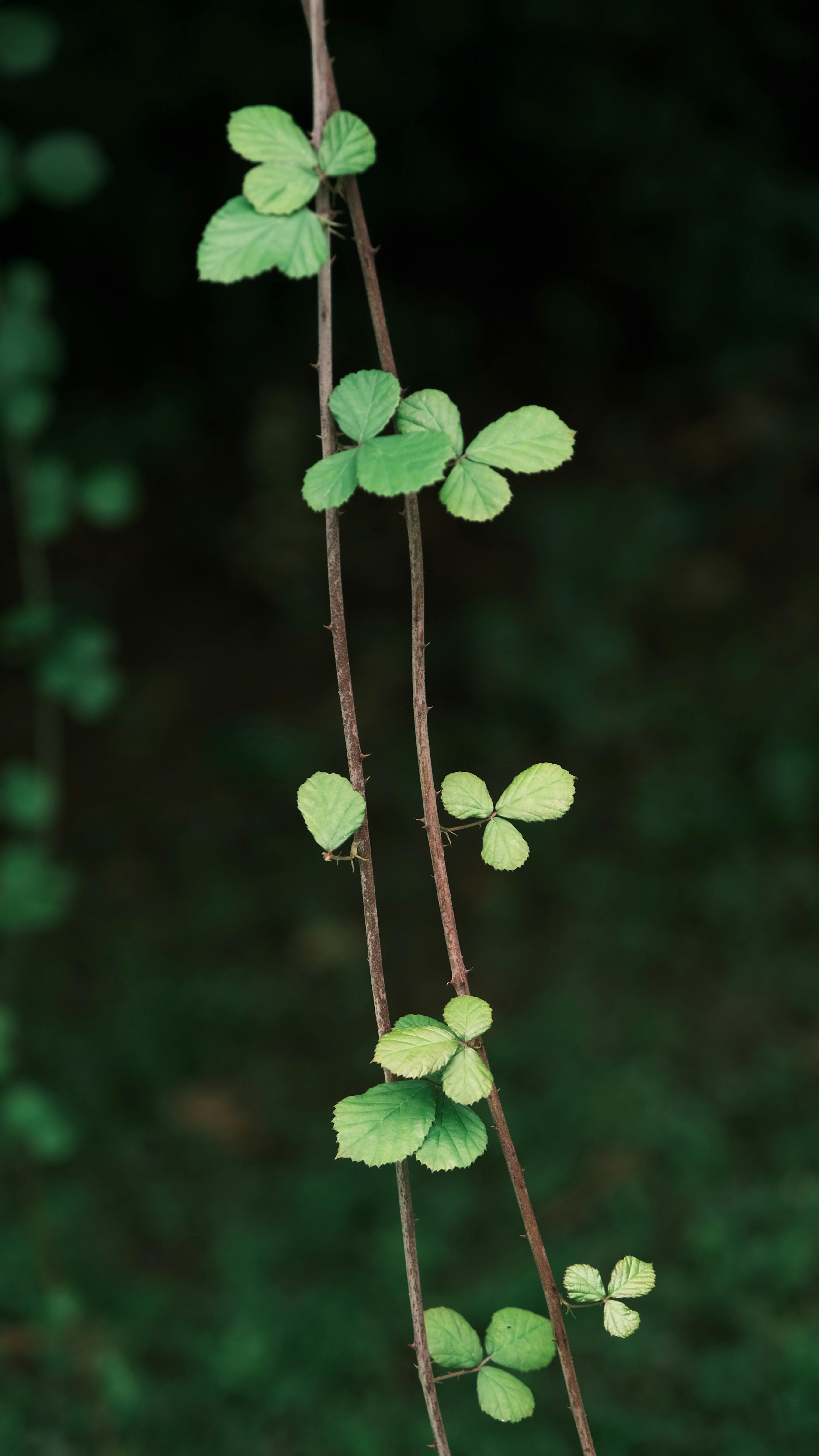 Close-up of Green Vines with Leaves in Nature · Free Stock Photo