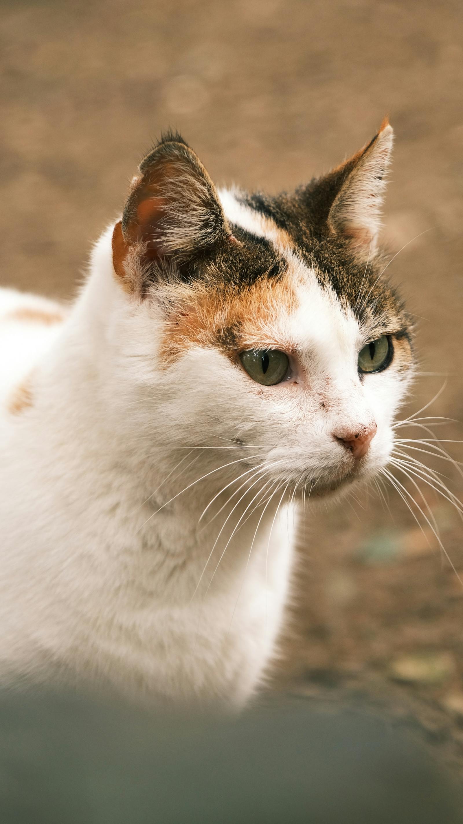 Soggy Cat Photos, Download The BEST Free Soggy Cat Stock Photos & HD Images