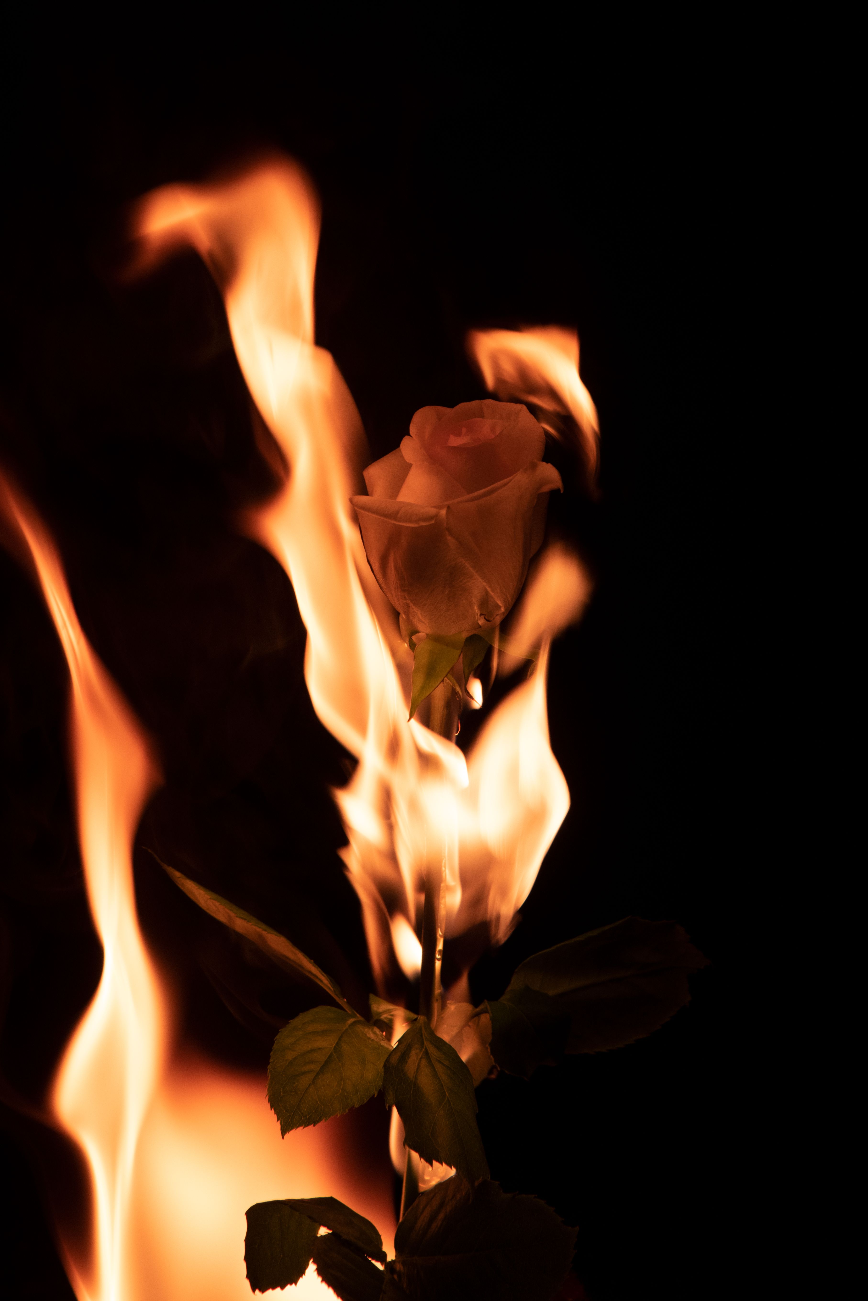 Dramatic Image of Burning Rose in Darkness · Free Stock Photo