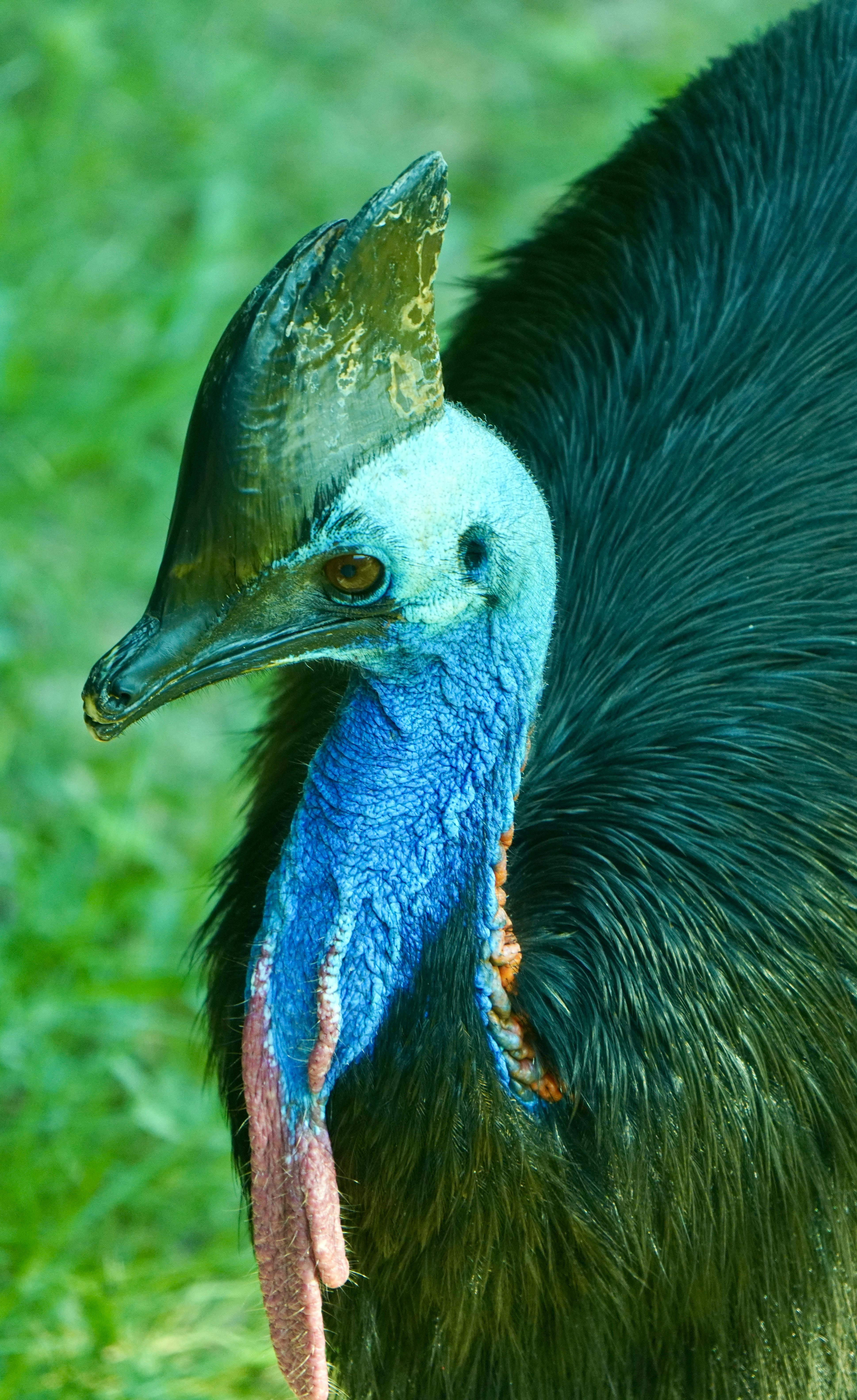 Vivid Portrait of Southern Cassowary Bird · Free Stock Photo