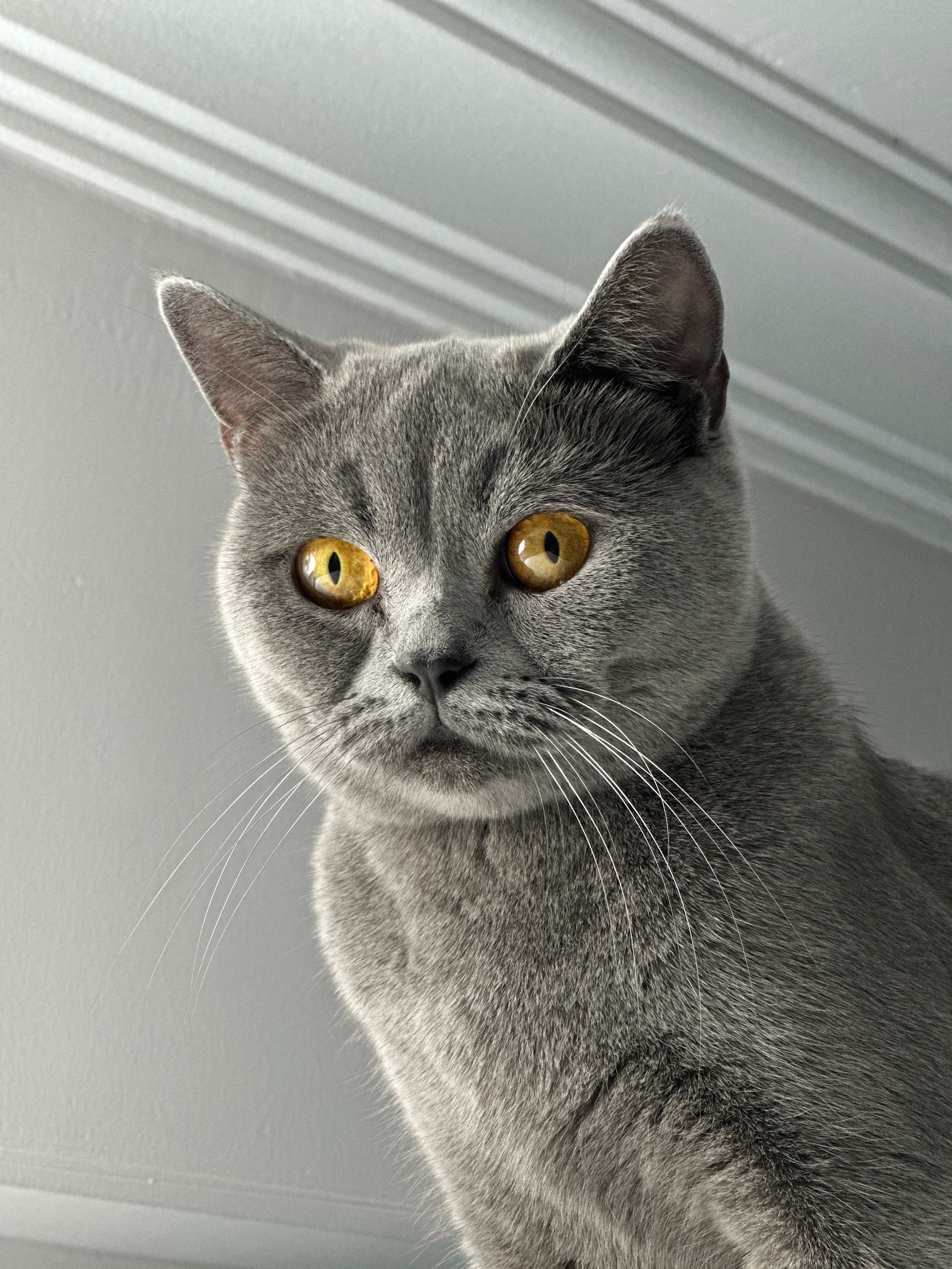 Close-Up Portrait of British Shorthair Cat · Free Stock Photo