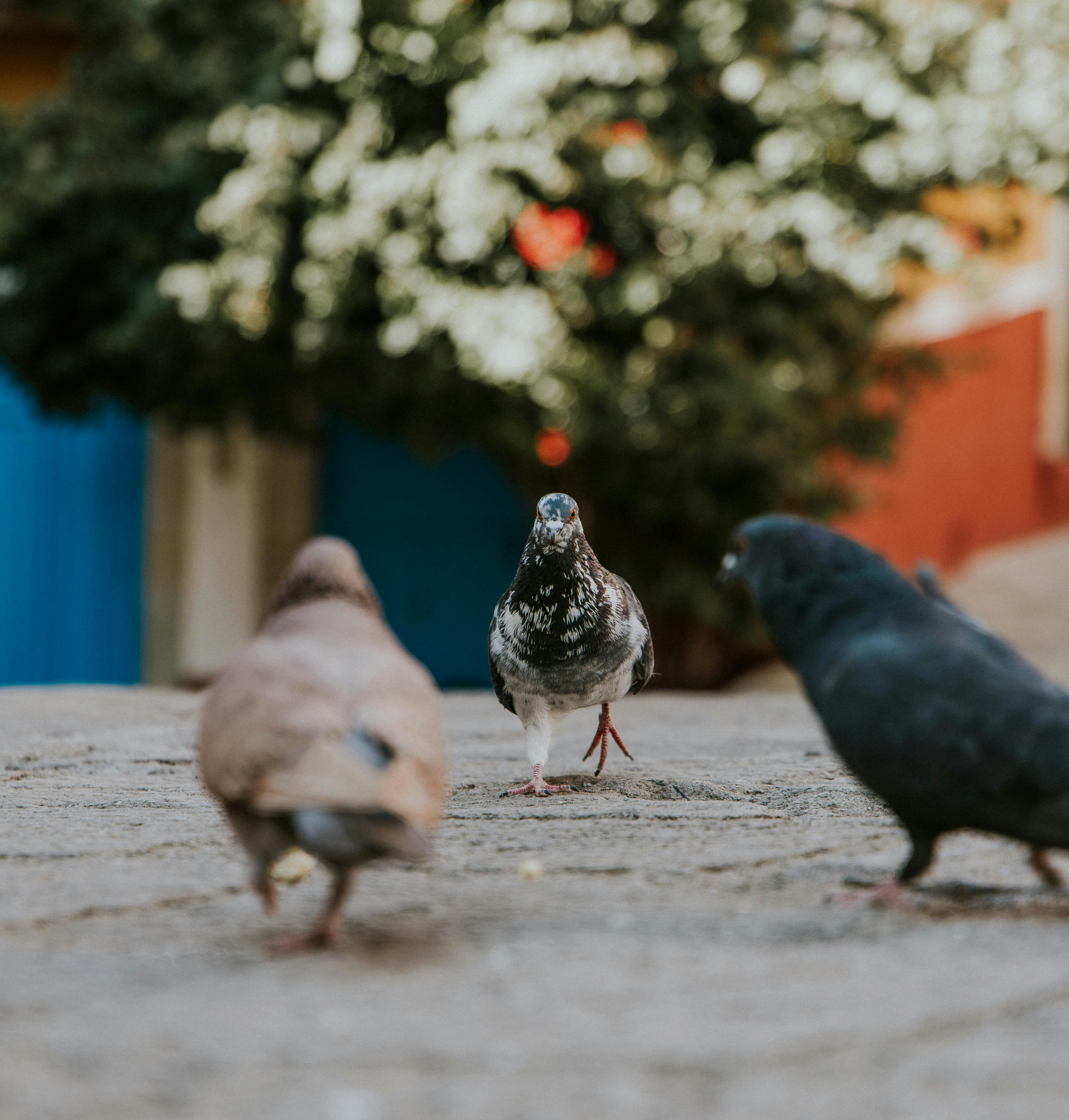 Three Pigeons in Guanajuato Street Scene · Free Stock Photo