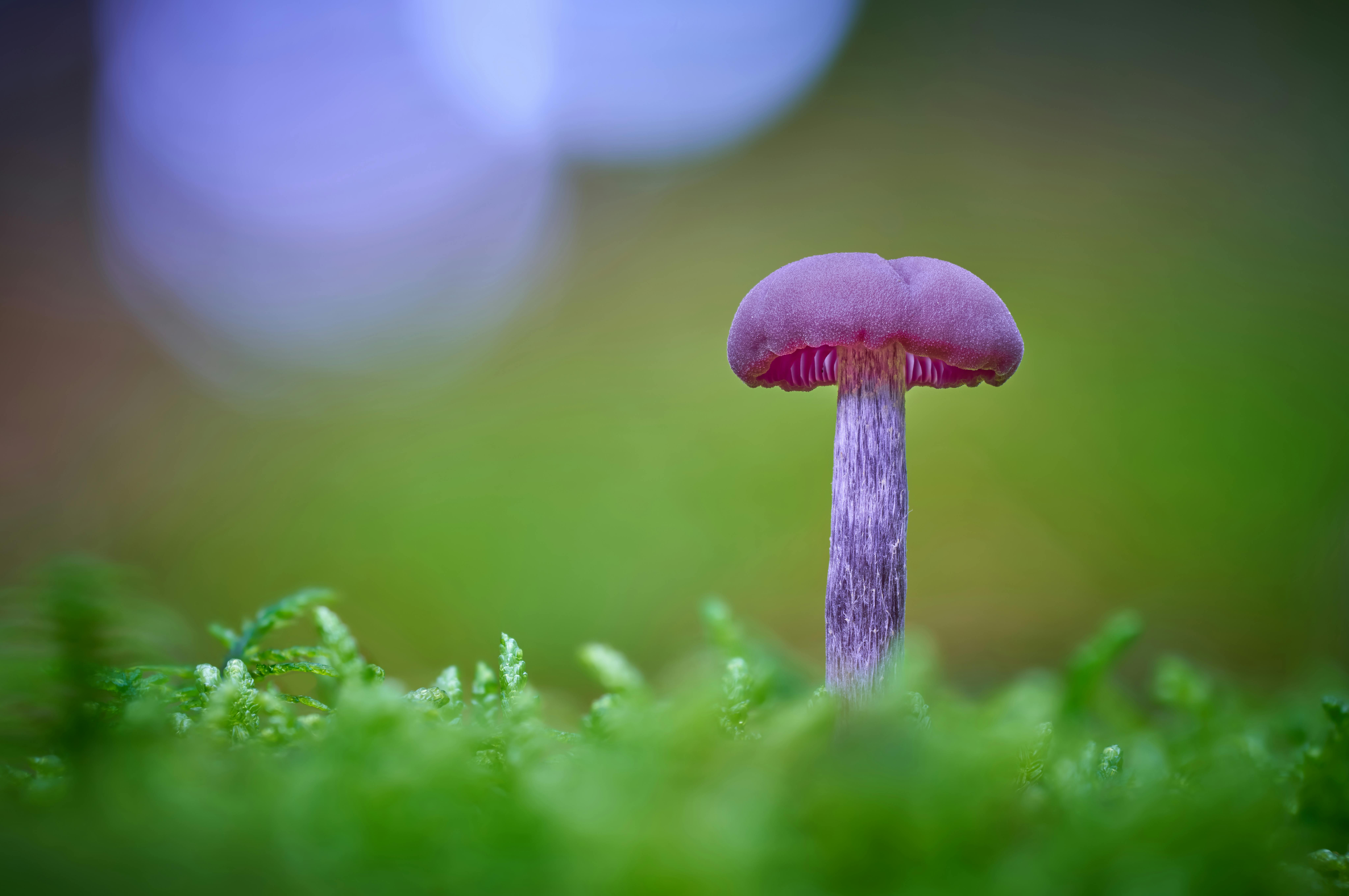 Hongo Morado Sobre Un Fondo De Bosque Verde Exuberante · Foto de stock ...