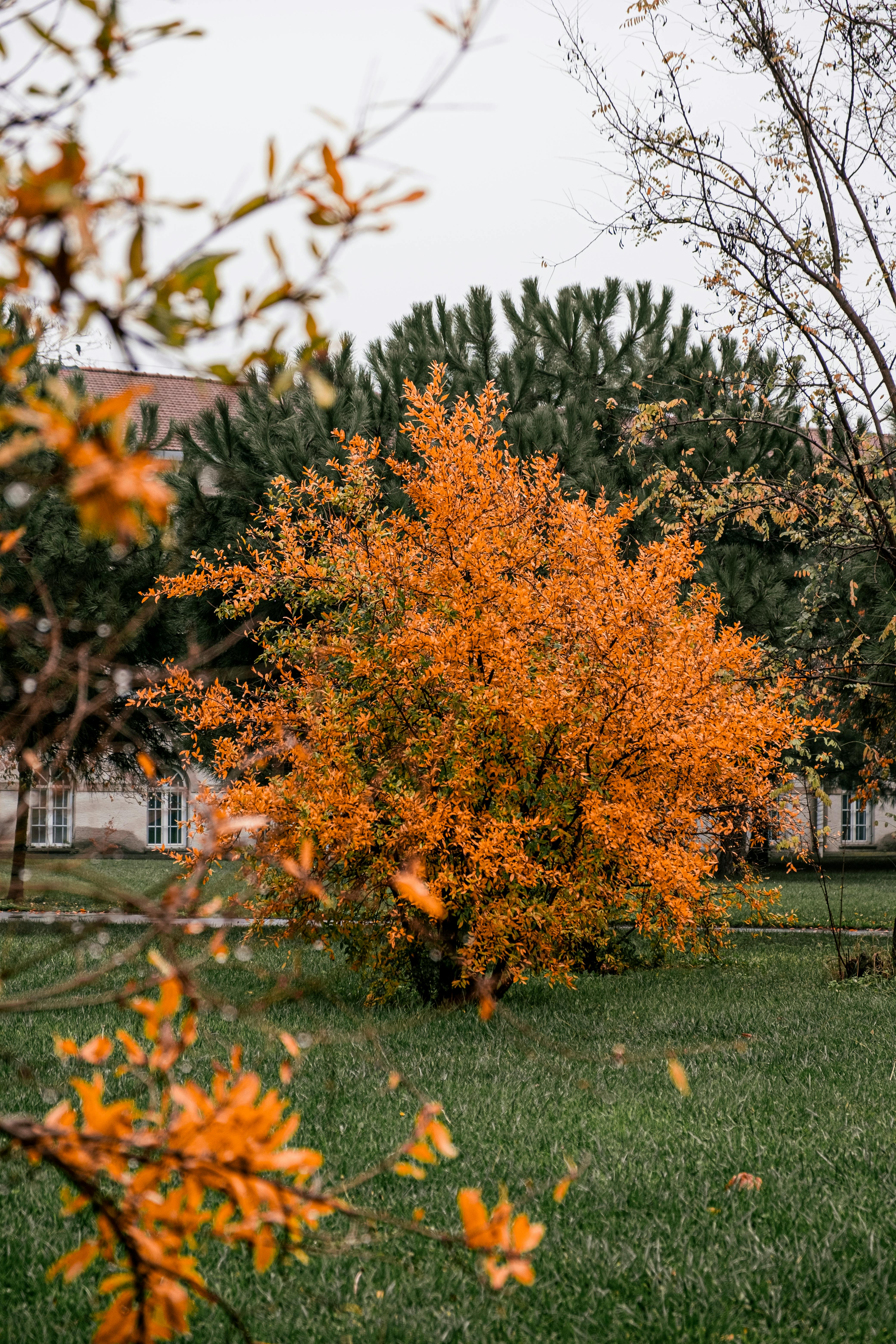 Follaje De Color Naranja Intenso En El Parque De Estambul En Otoño ...