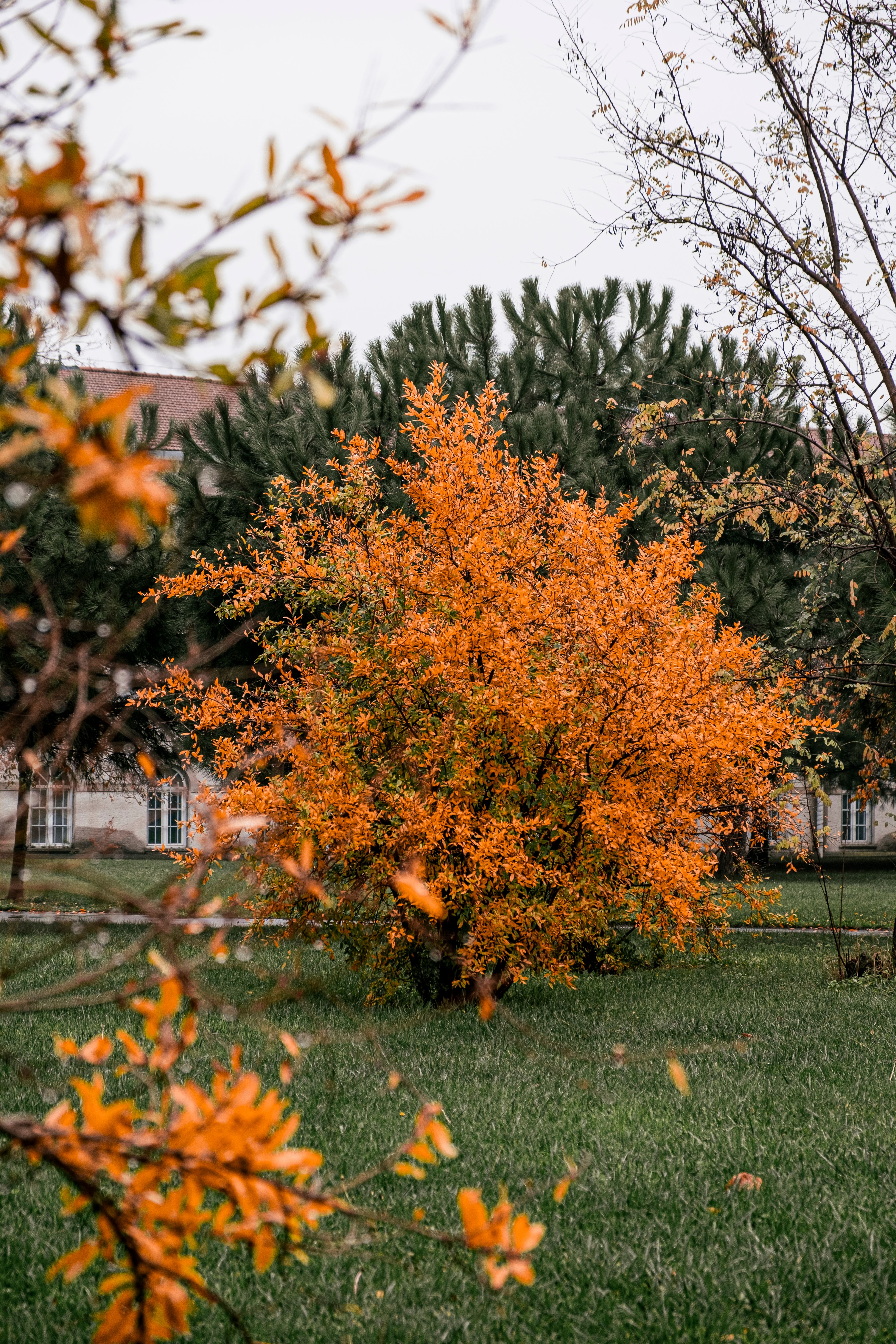 Vibrant Orange Foliage in İstanbul Park in Fall · Free Stock Photo