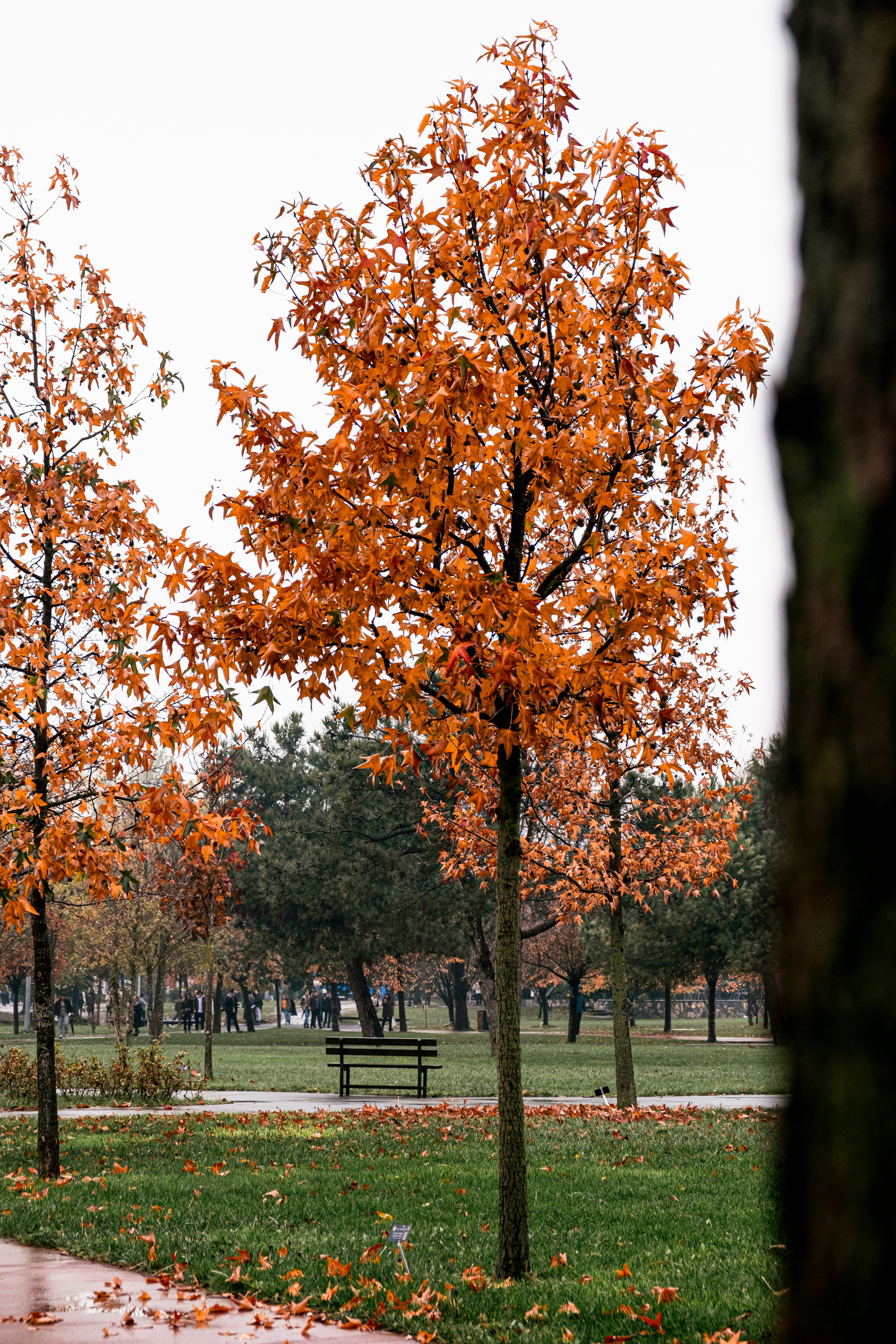Autumn in a Peaceful İstanbul Park · Free Stock Photo