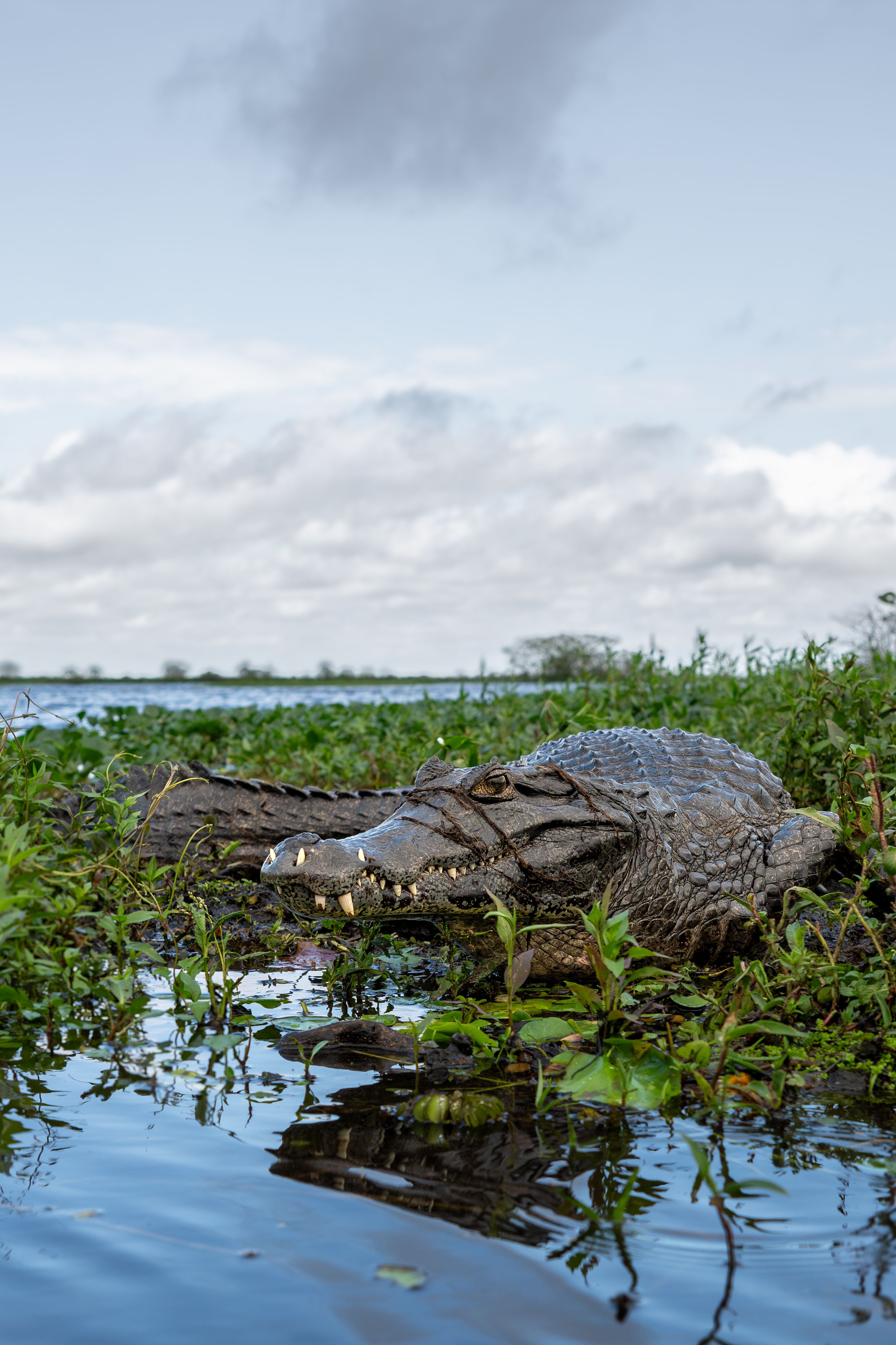 Broad Snouted Caiman Photos, Download The BEST Free Broad Snouted ...