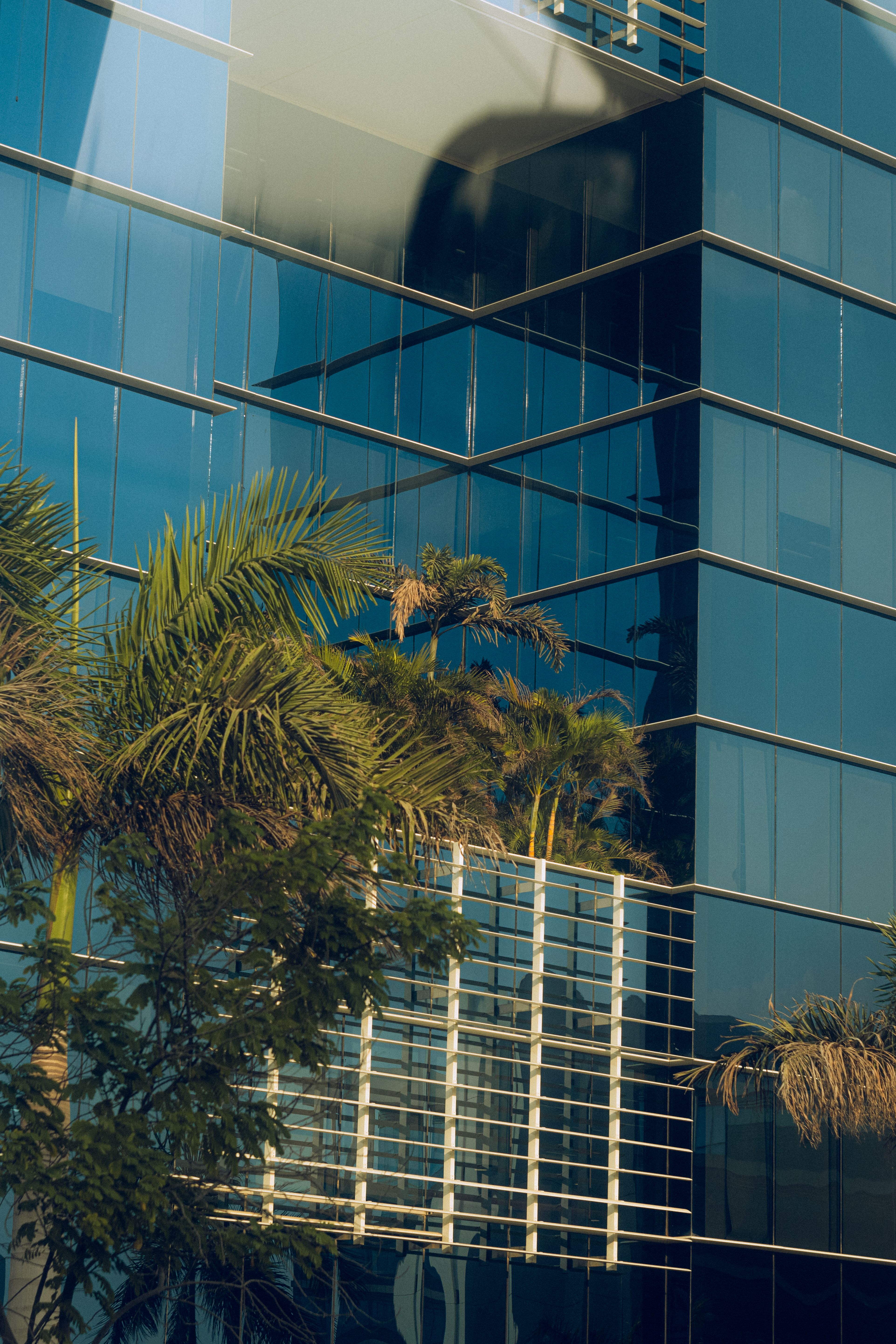 Modern Glass Architecture with Palm Reflections · Free Stock Photo