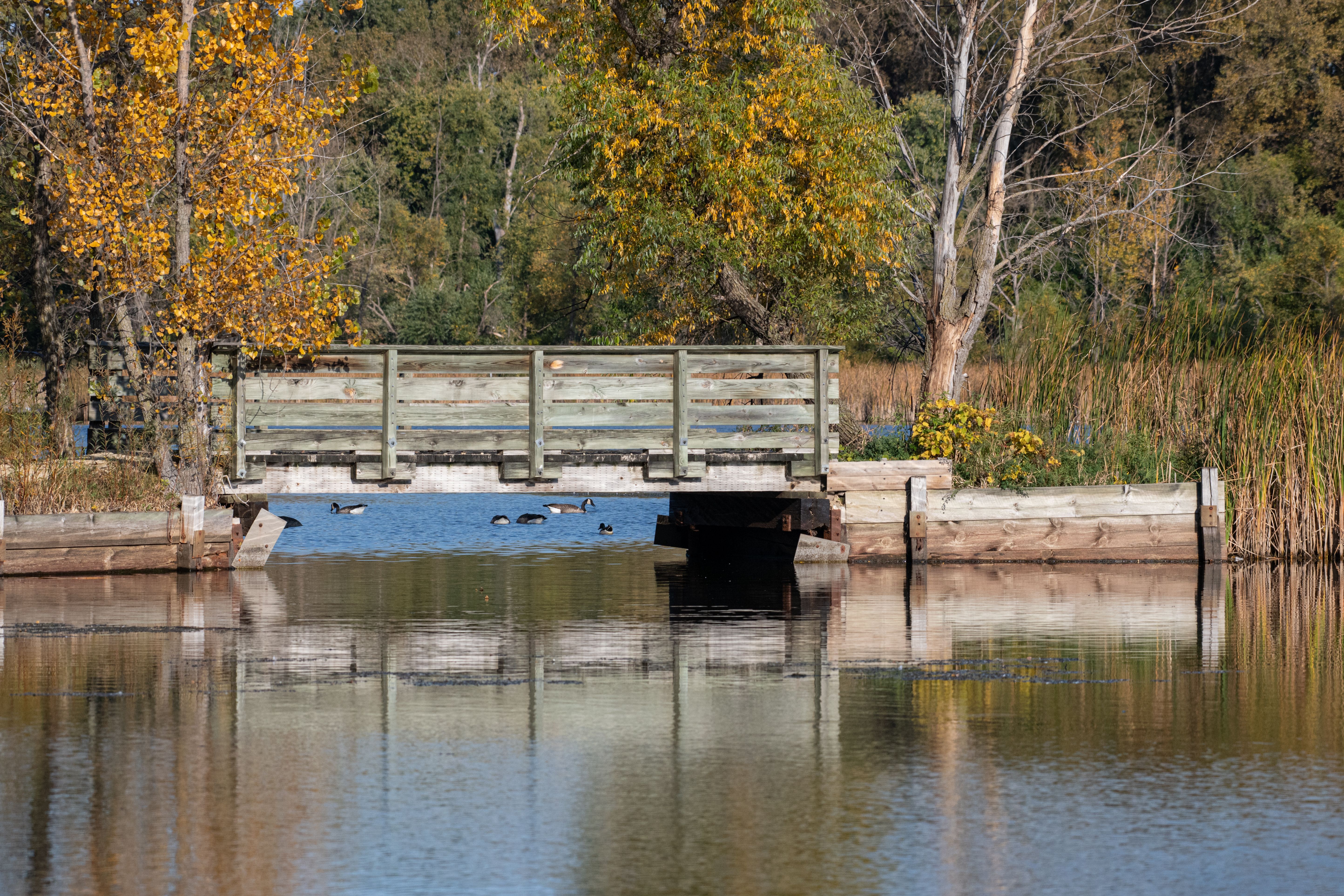 Scenic Wooden Bridge Over Calm Lake in Forest · Free Stock Photo