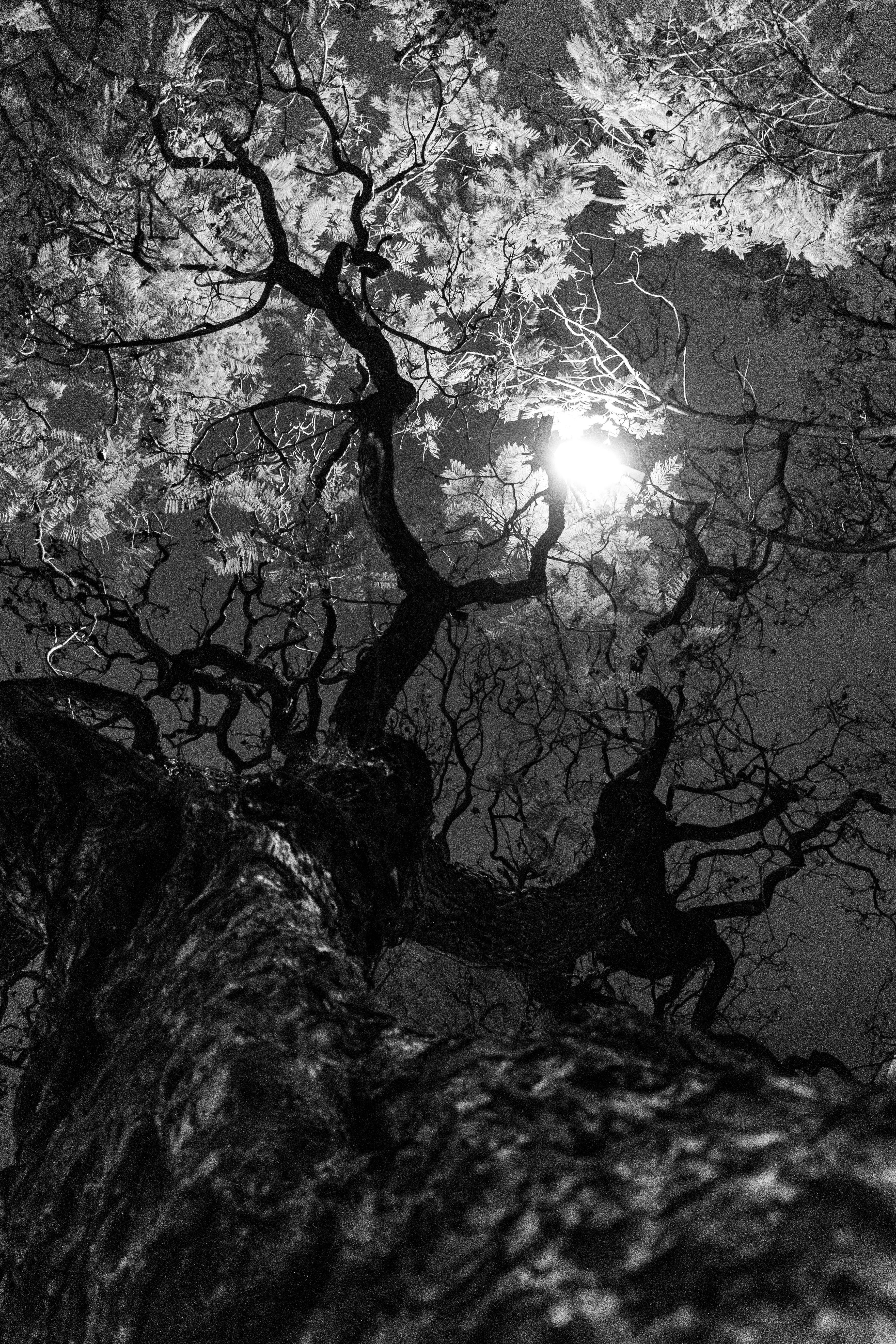 Dramatic Nighttime Tree Silhouette in Black and White · Free Stock Photo