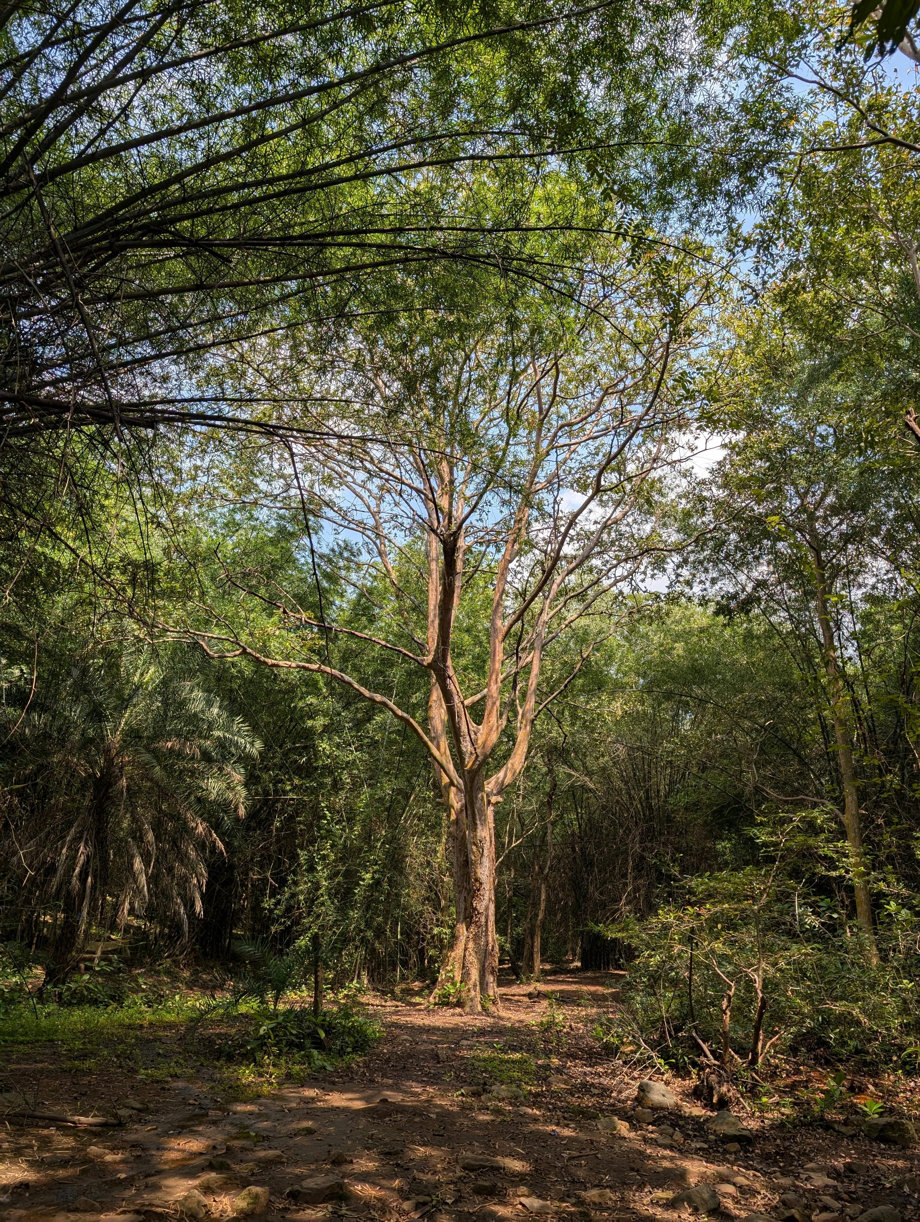 Tree In A Forest Photos, Download The BEST Free Tree In A Forest Stock ...