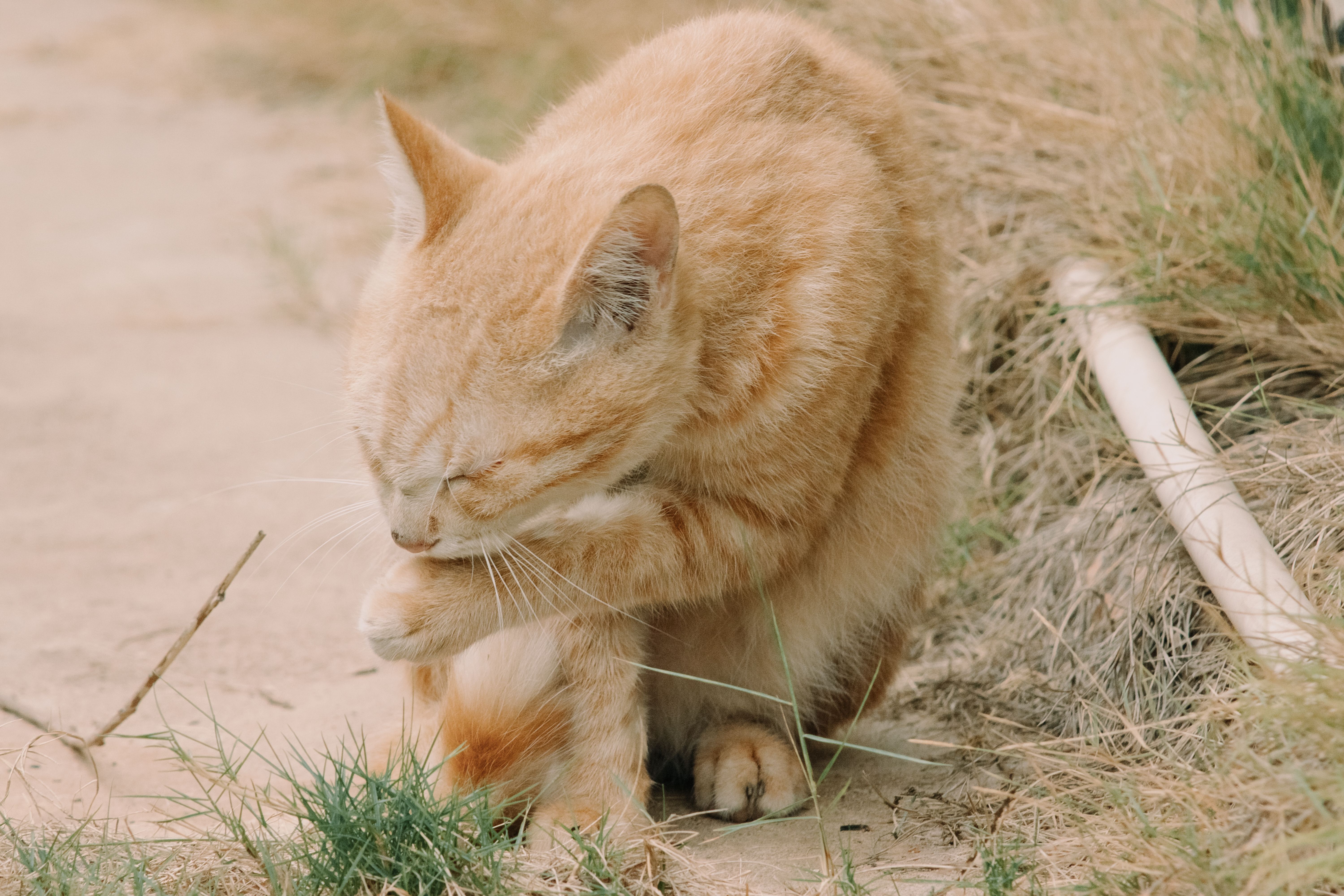 Orange Tabby Cat Grooming in Outdoor Setting · Free Stock Photo