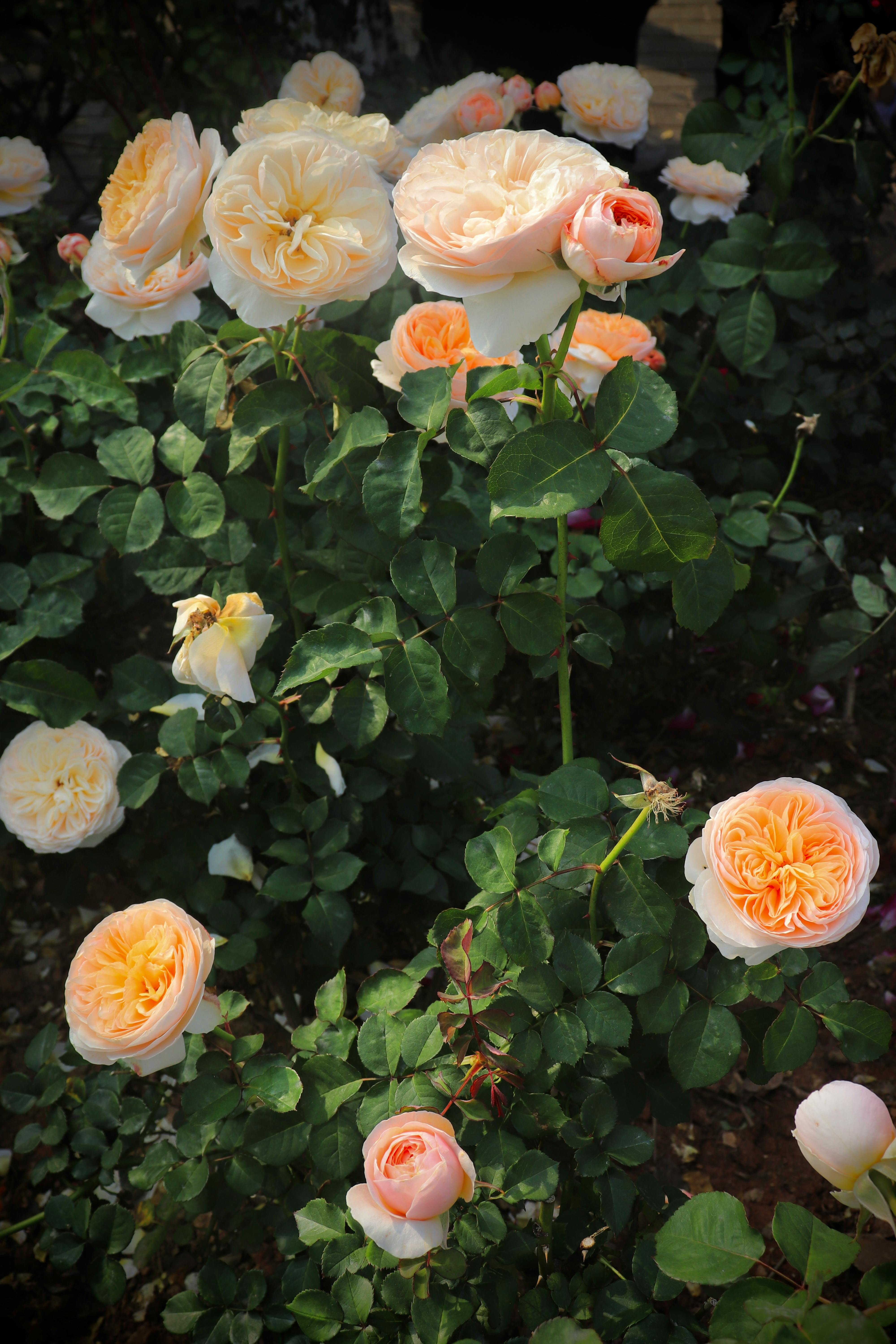 Close-Up of Peach and Cream Roses in Bloom · Free Stock Photo