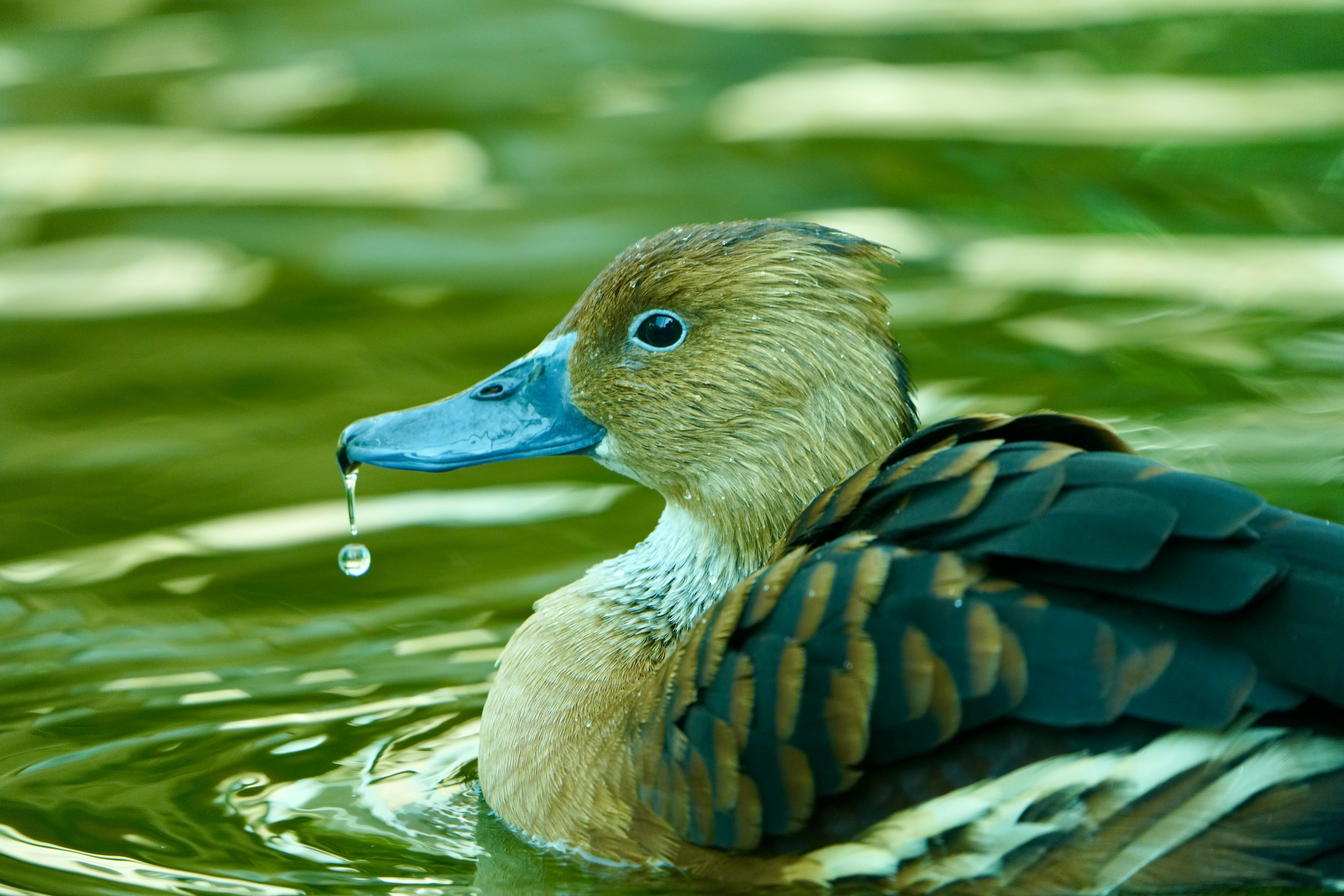 Floating On Swimming Pool Photos, Download The BEST Free Floating On ...