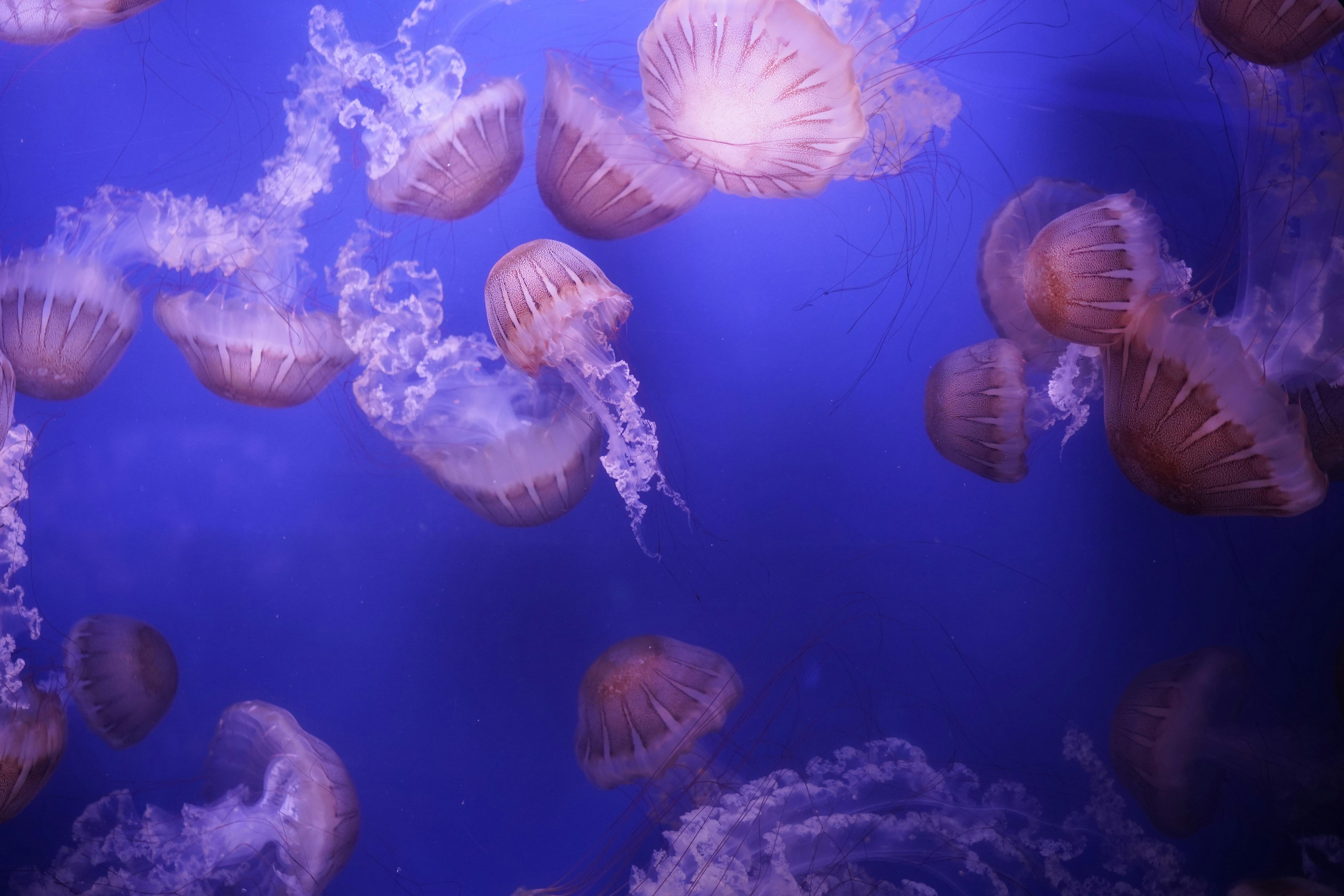 Mesmerizing Jellyfish in Valencia Aquarium · Free Stock Photo