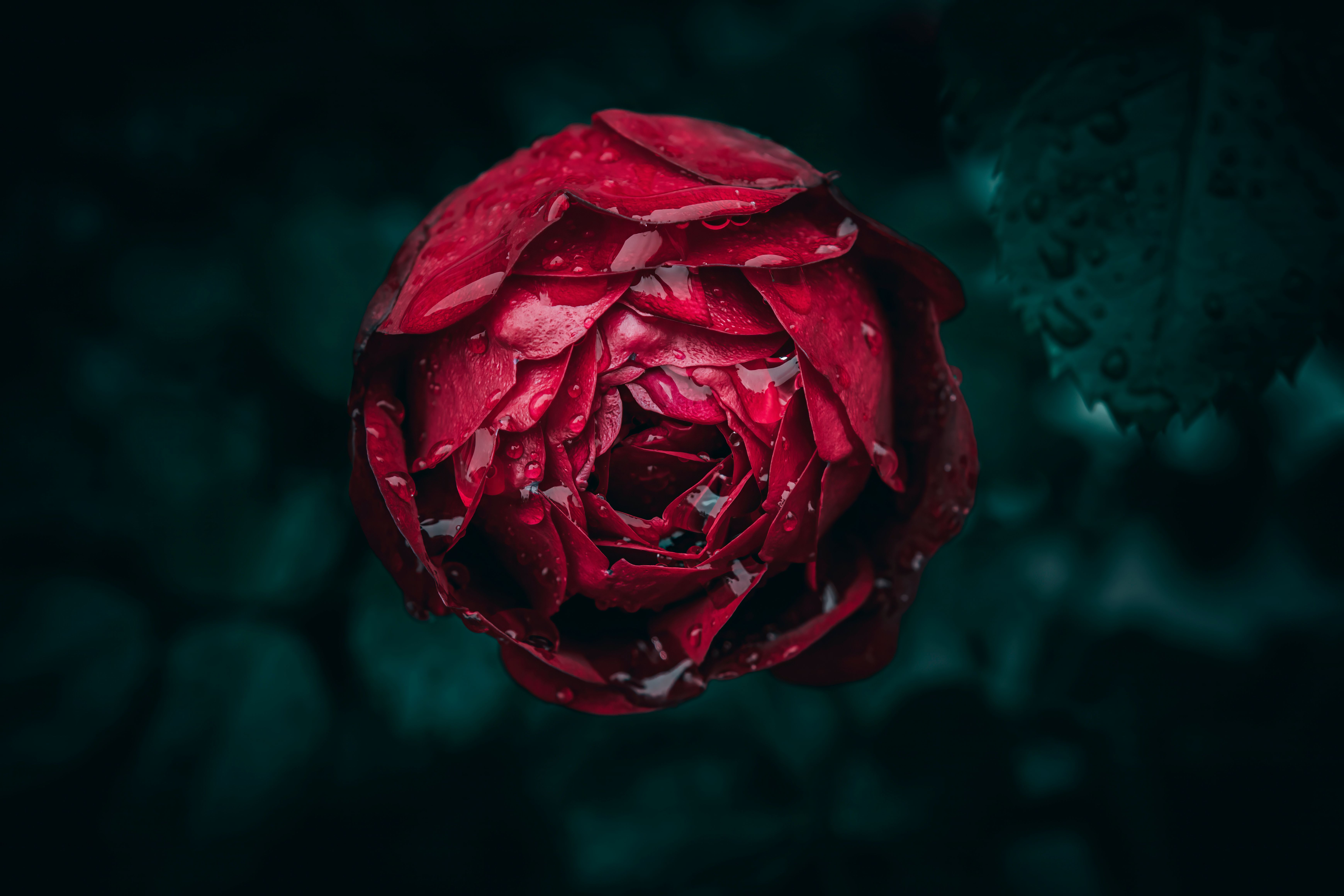 Dramatic Close-Up of a Red Rose with Raindrops · Free Stock Photo