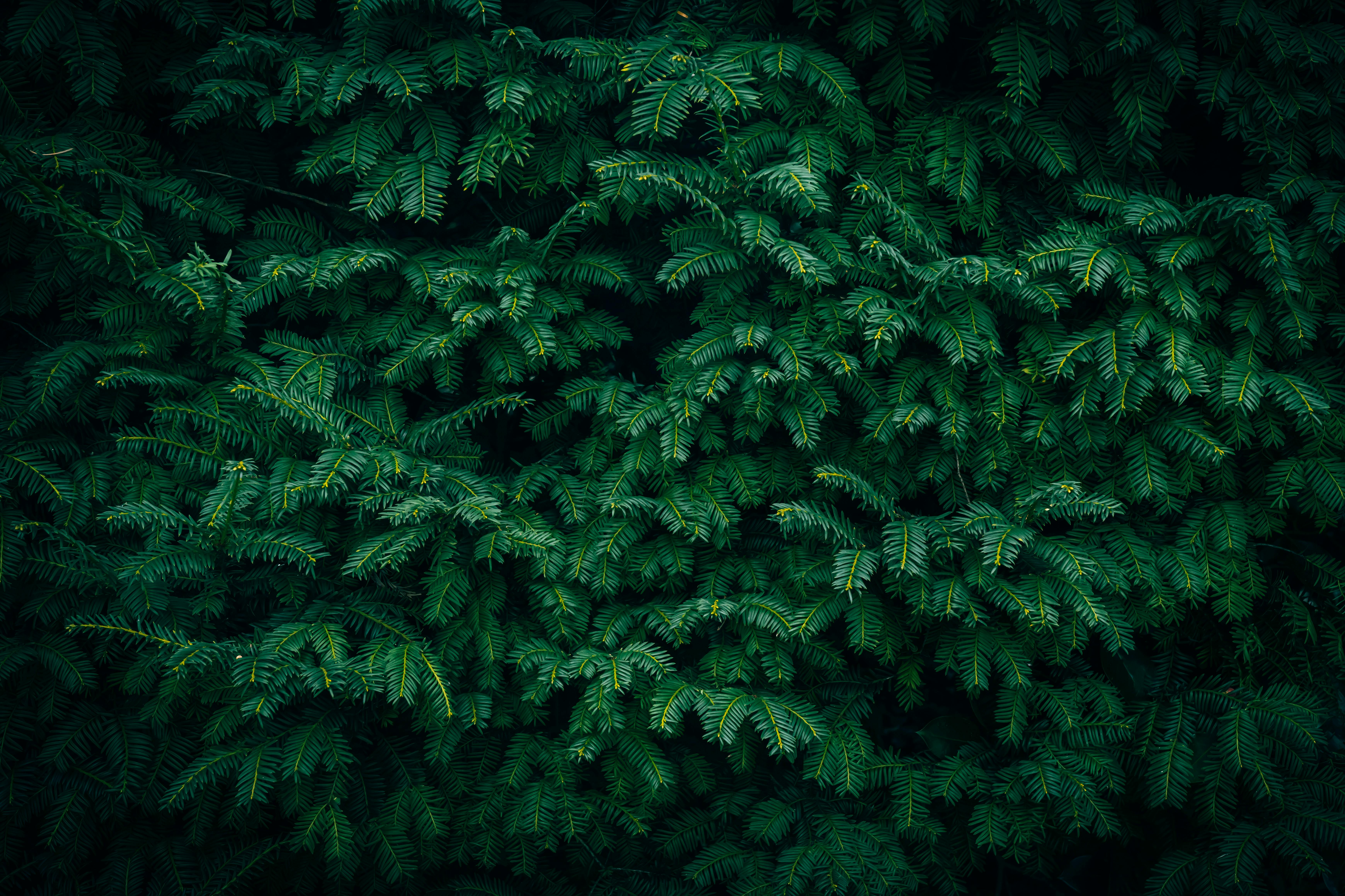 Dark Green Evergreen Foliage Background · Free Stock Photo