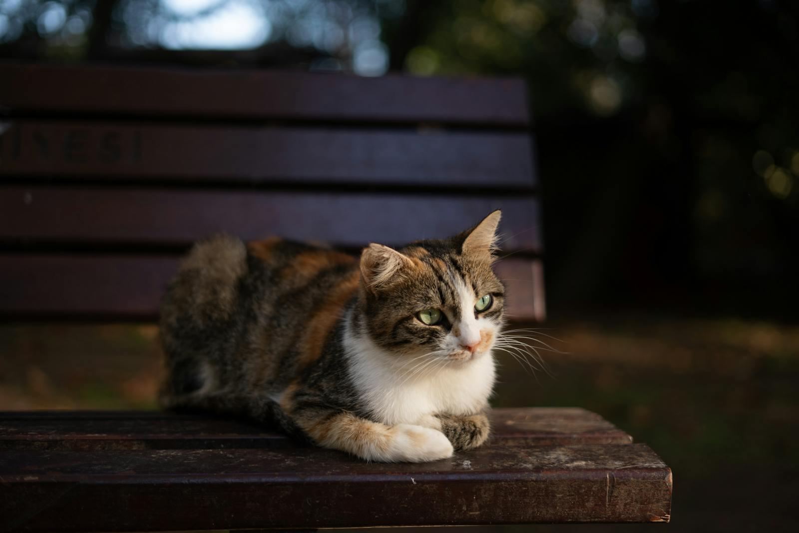 Soggy Cat Photos, Download The BEST Free Soggy Cat Stock Photos & HD Images