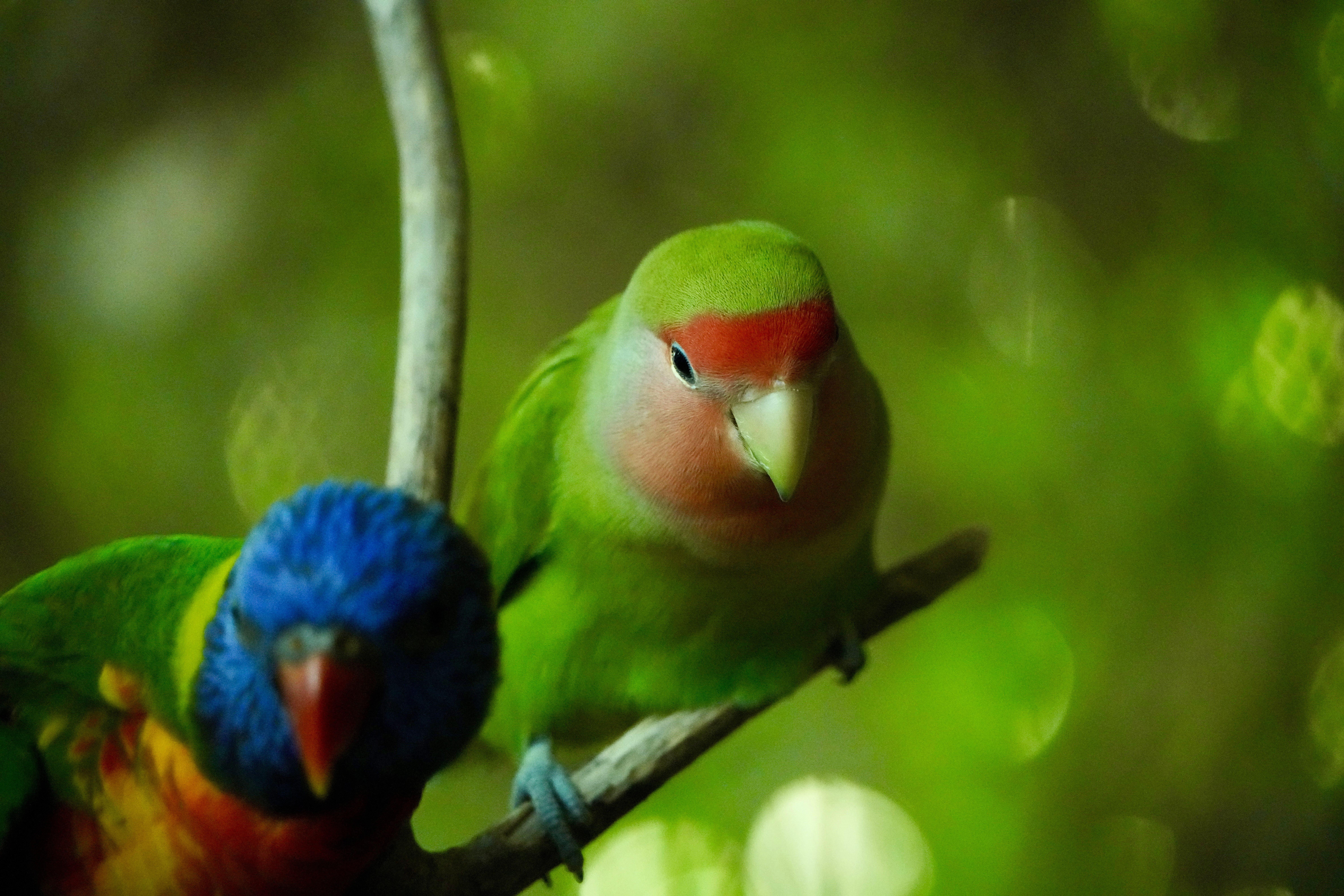 Blue Faced Amazon Parrot Photos, Download The BEST Free Blue Faced ...