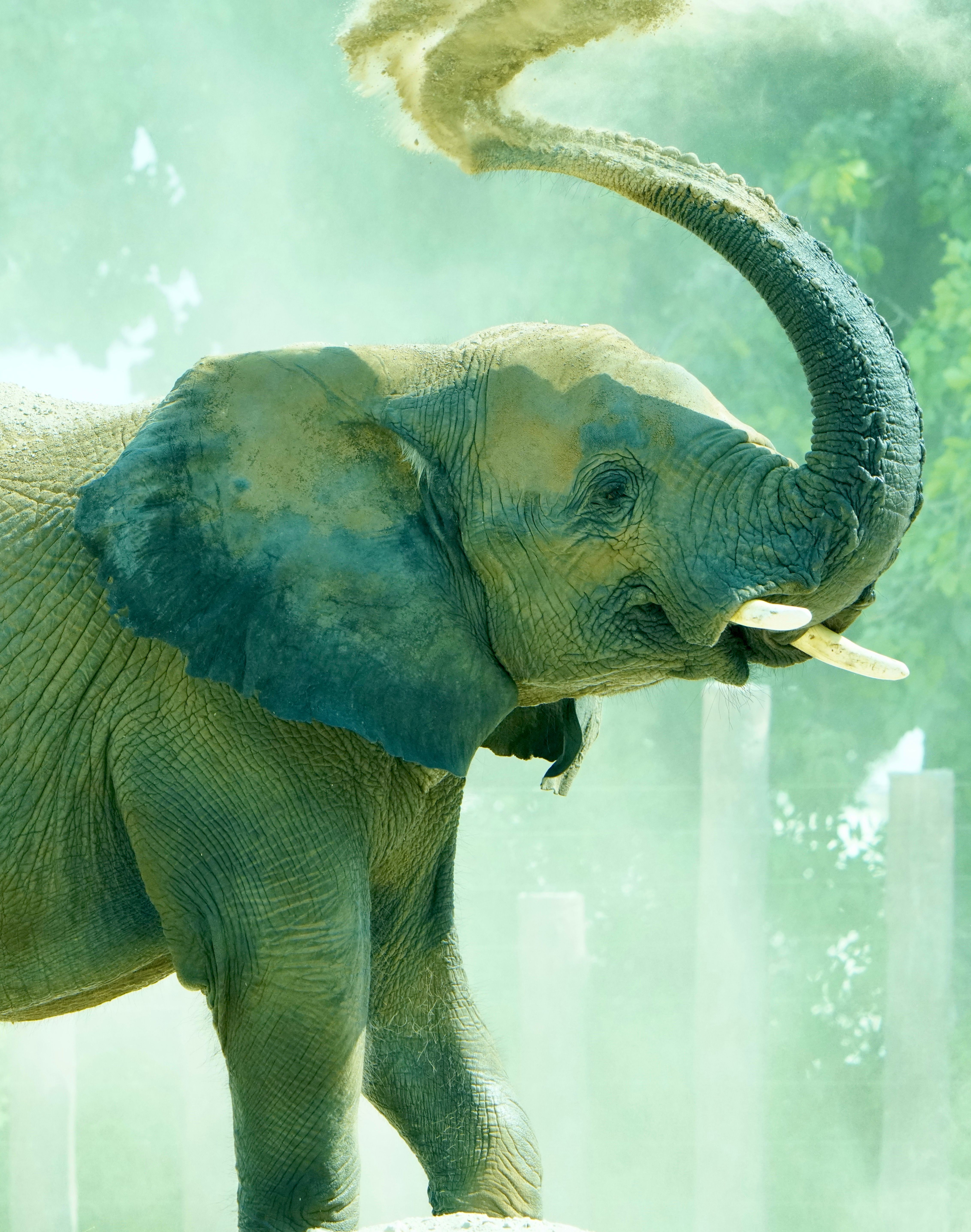 Majestuoso Elefante Africano En Su Hábitat Natural · Foto de stock gratuita