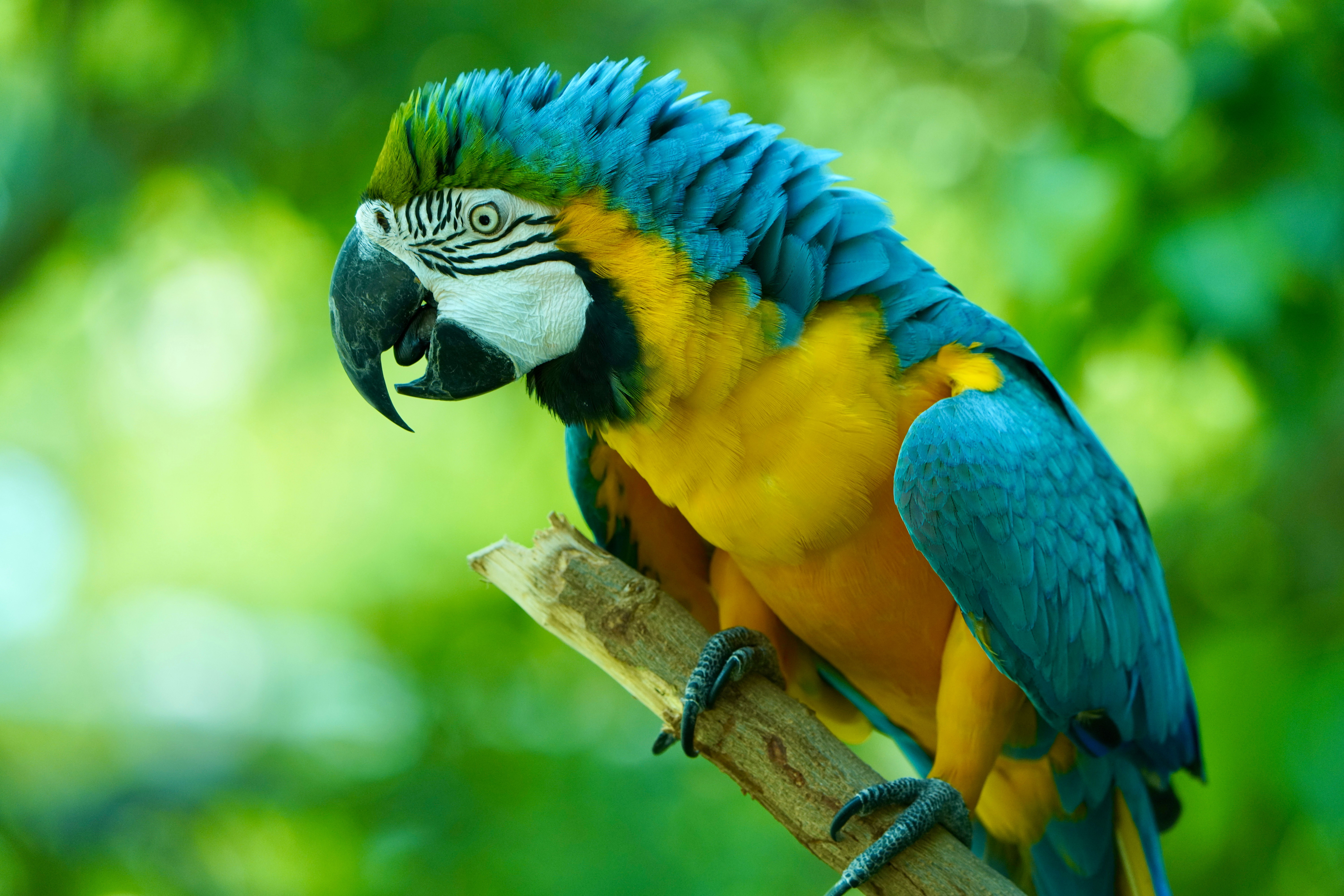 Guacamayo Azul Y Amarillo Vibrante En Su Hábitat Natural · Foto de ...