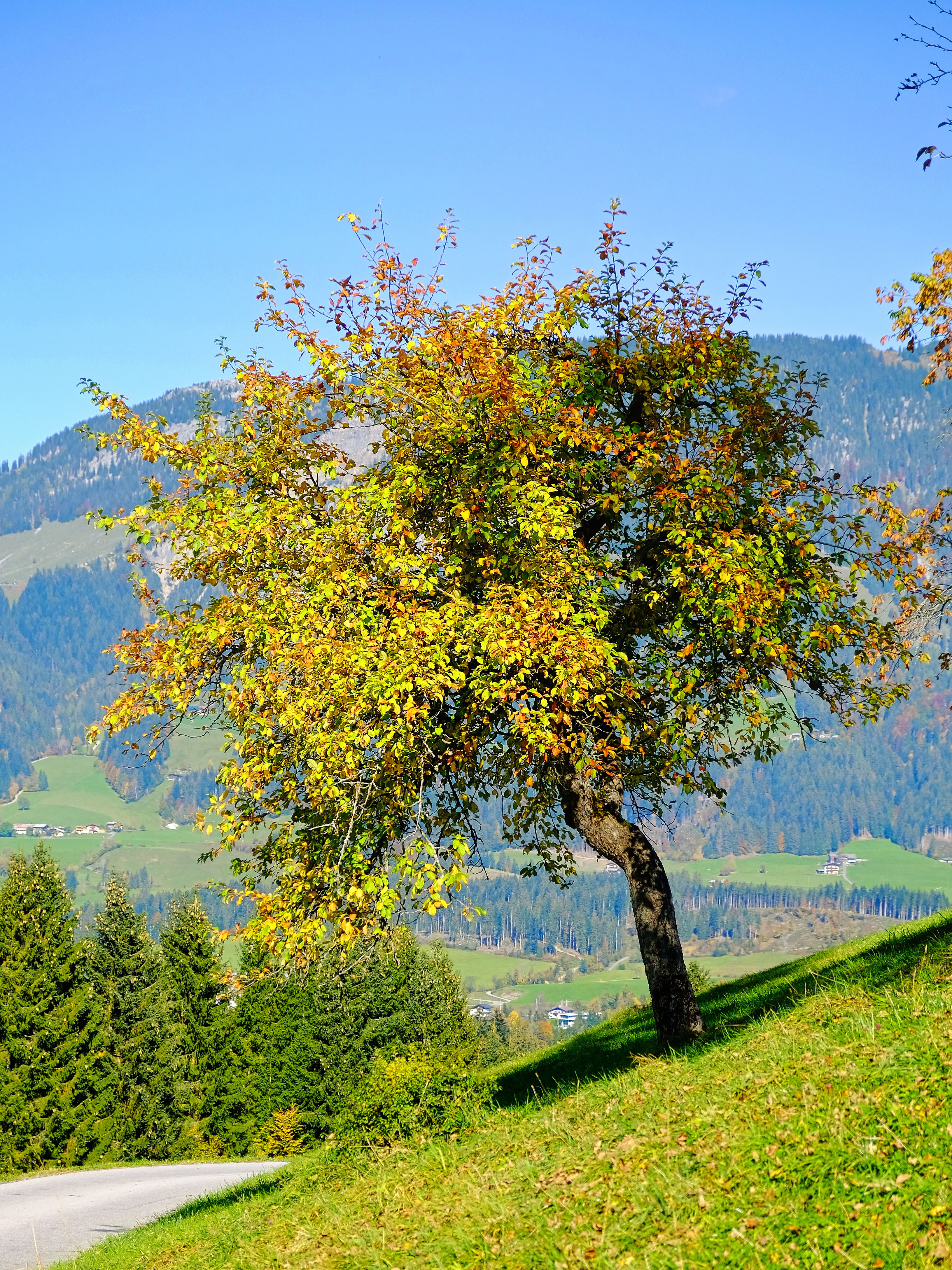 Vibrant Autumn Tree on a Scenic Hill · Free Stock Photo