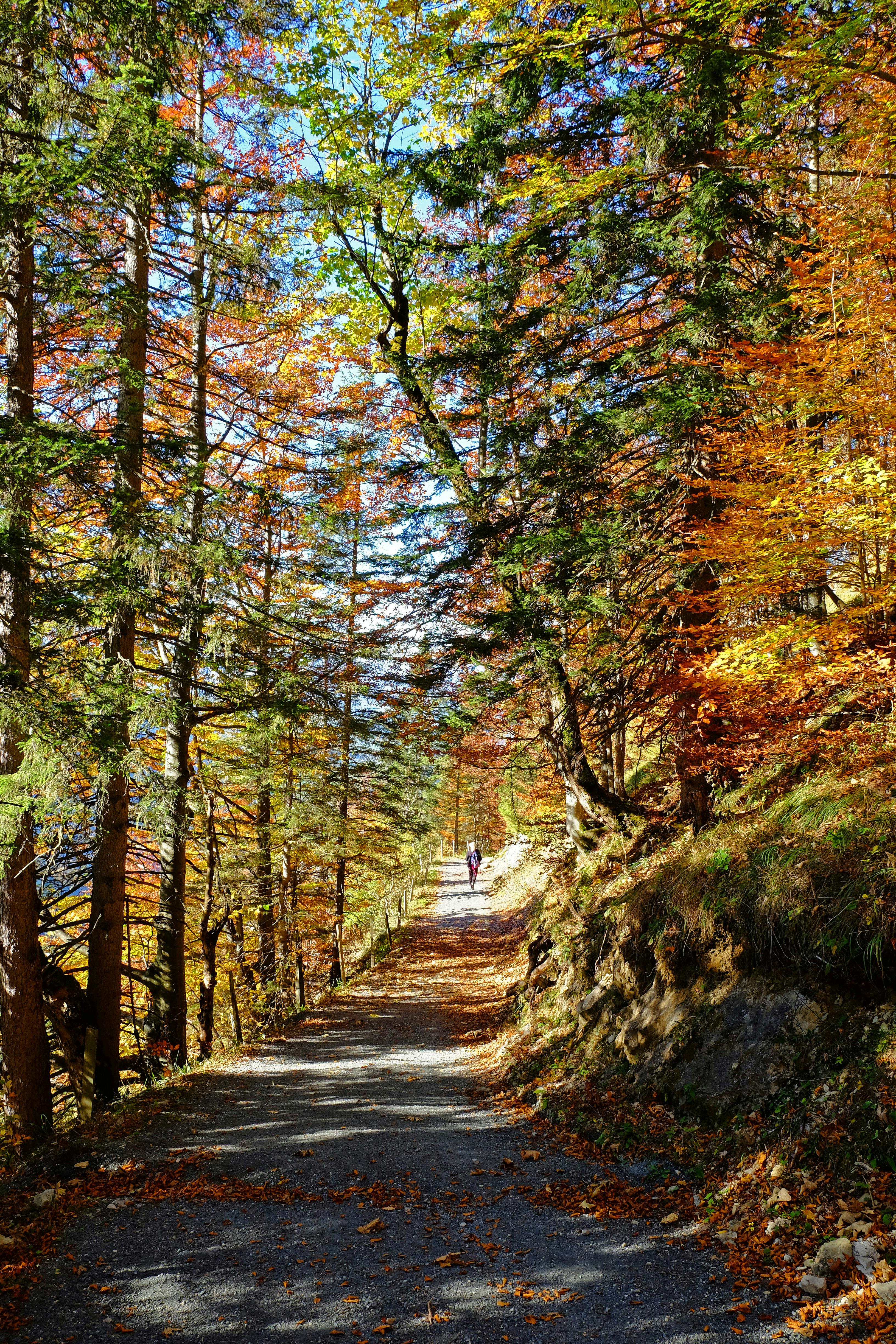 Autumn Walkway Through Vibrant Forest · Free Stock Photo