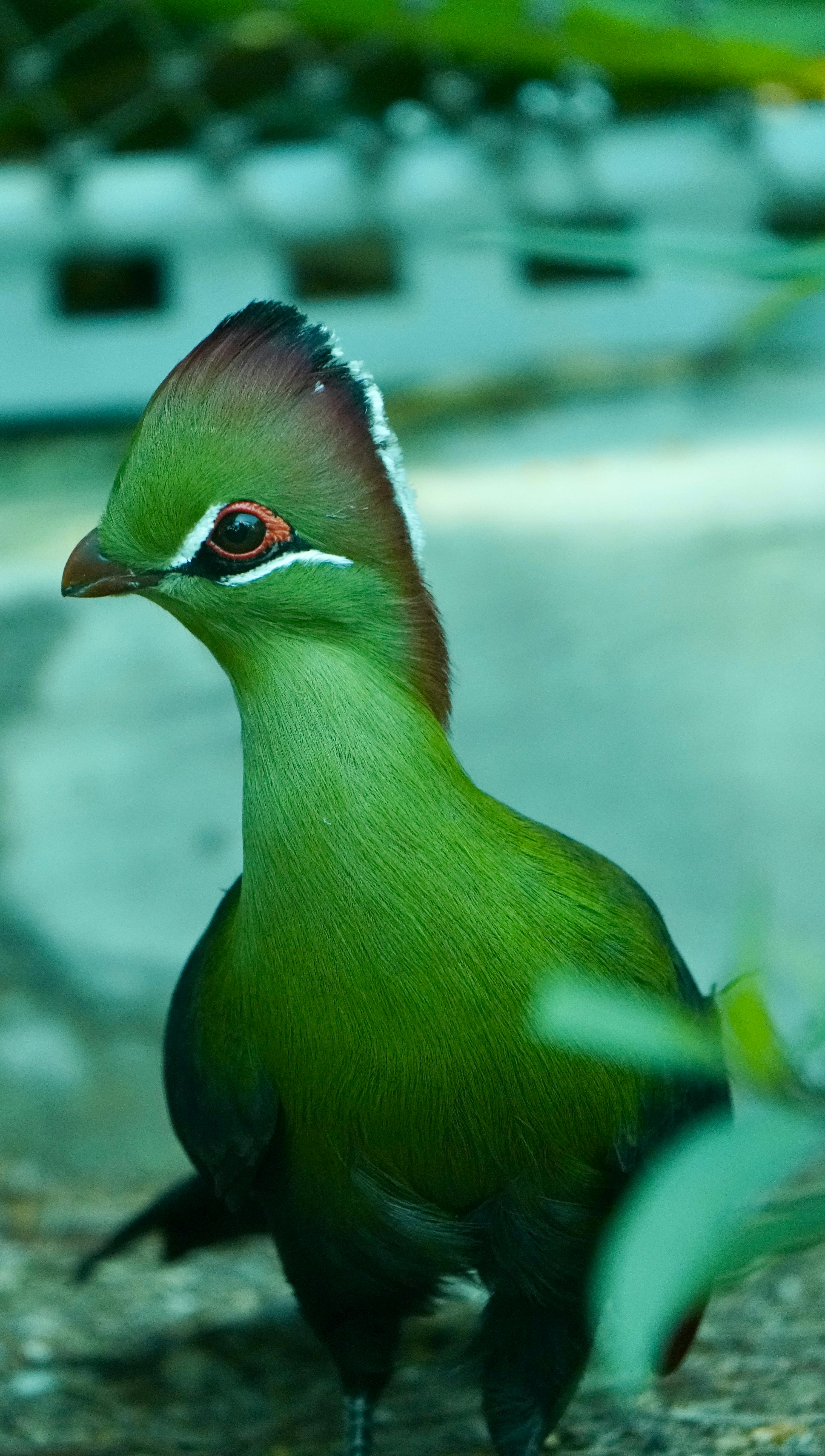 Turaco Elegante En Hábitat Natural · Foto de stock gratuita