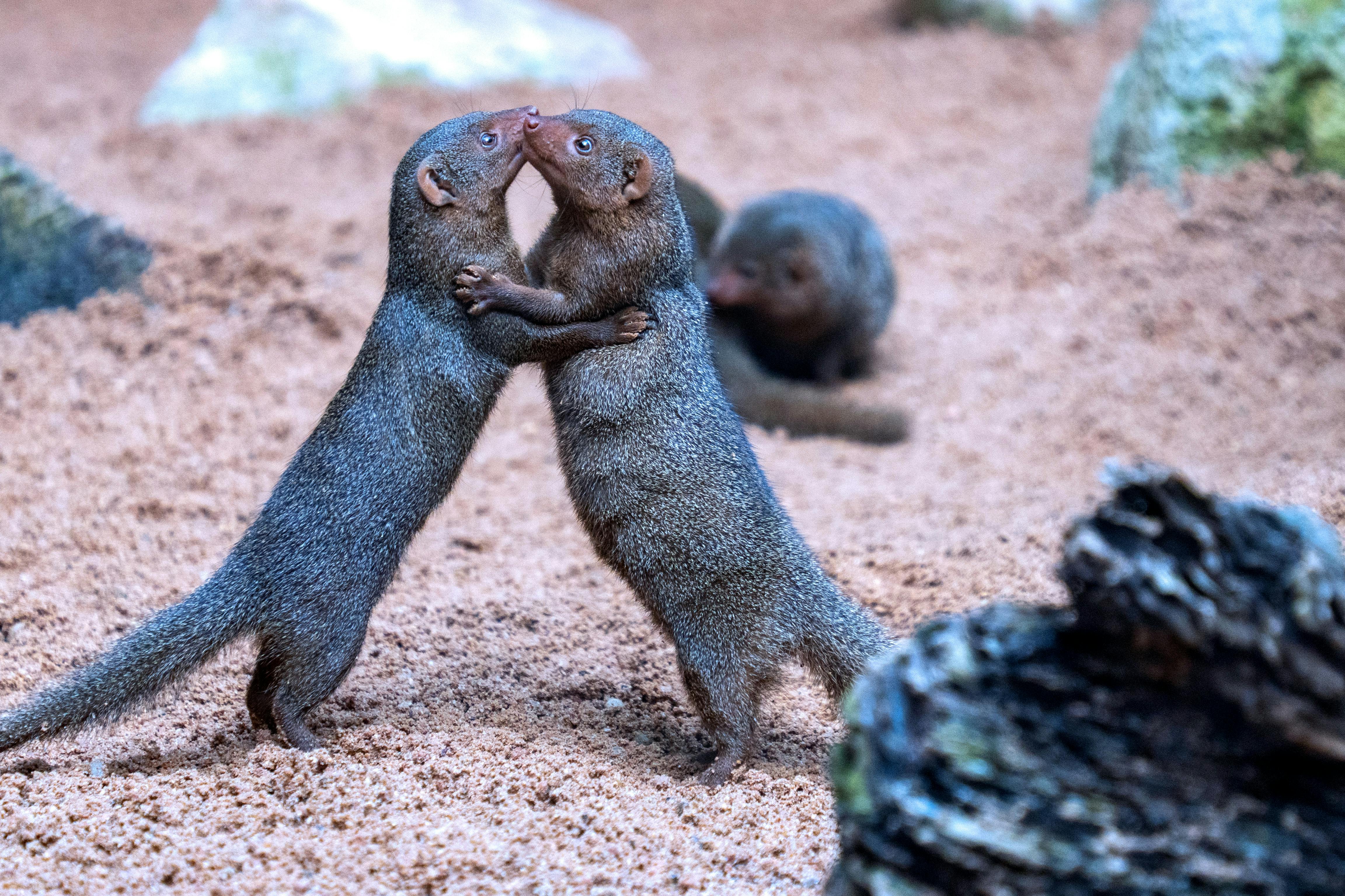 Engaging Dwarf Mongooses in Playful Stance · Free Stock Photo