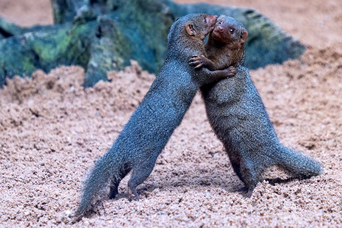 Mongoose Photos, Download The BEST Free Mongoose Stock Photos & HD Images