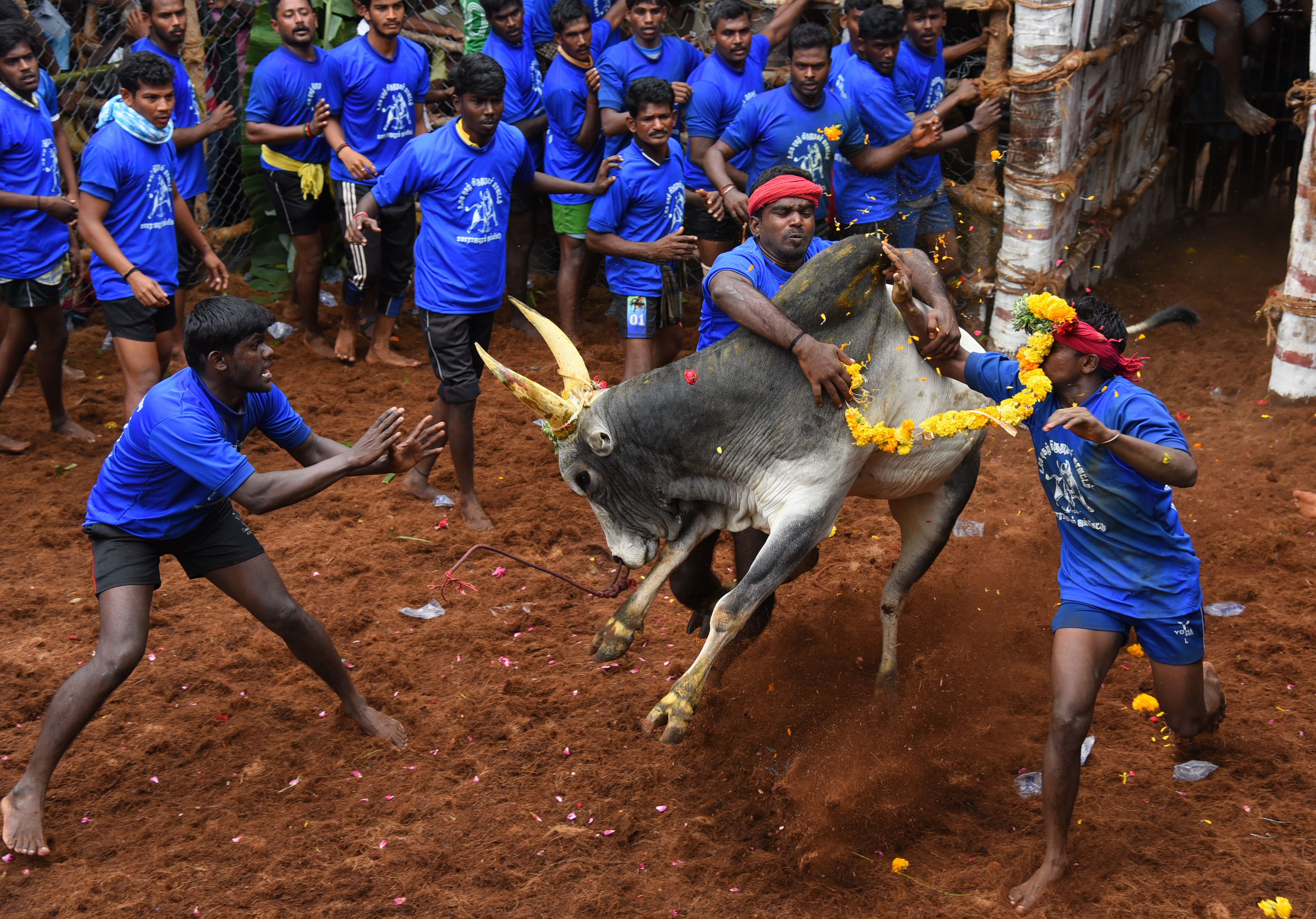 Bull in Front of Crowd at Jallikattu in India · Free Stock Photo