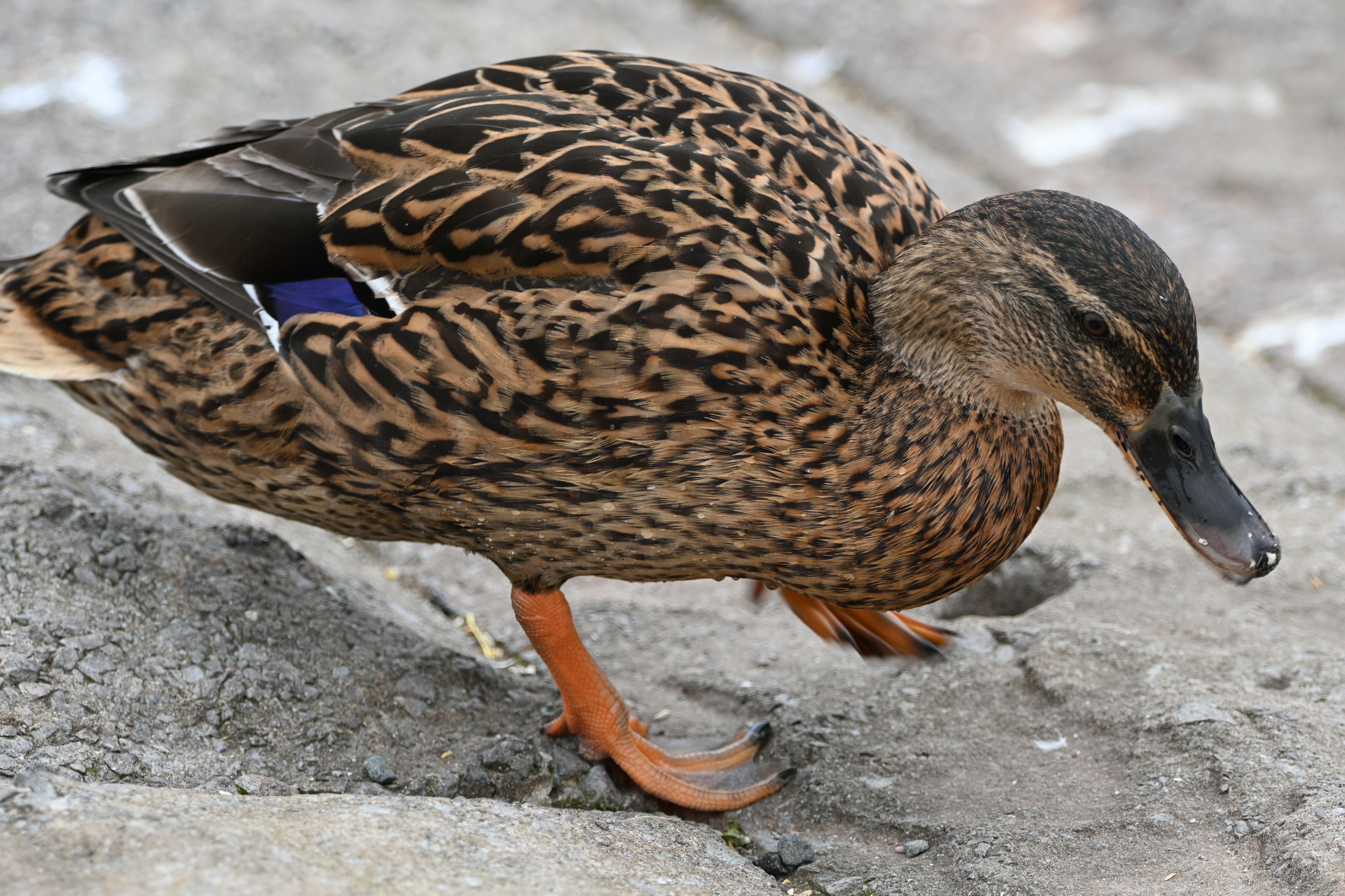 Close-up of a Mottled Duck in Natural Habitat · Free Stock Photo