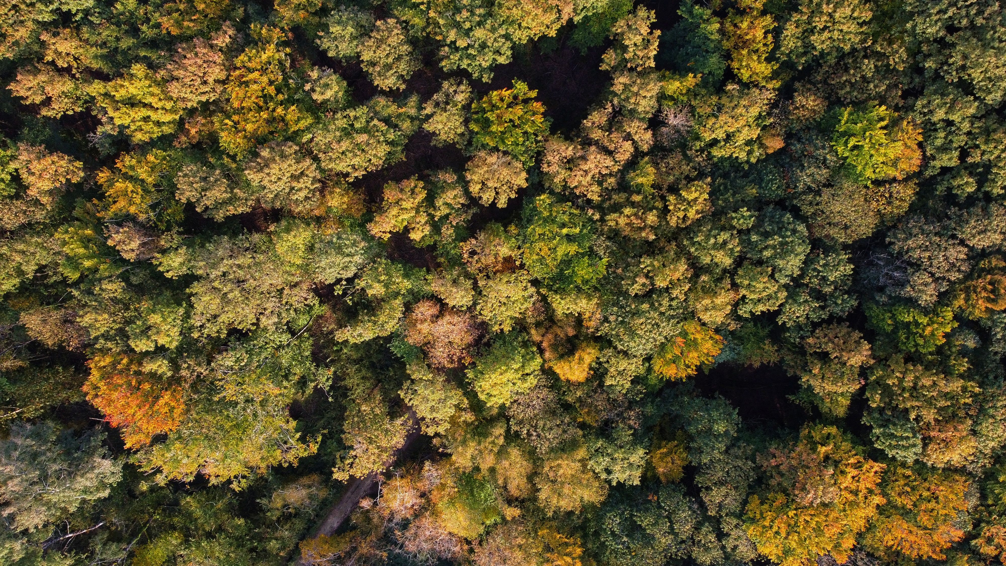 Forest Top View Photos, Download The BEST Free Forest Top View Stock ...