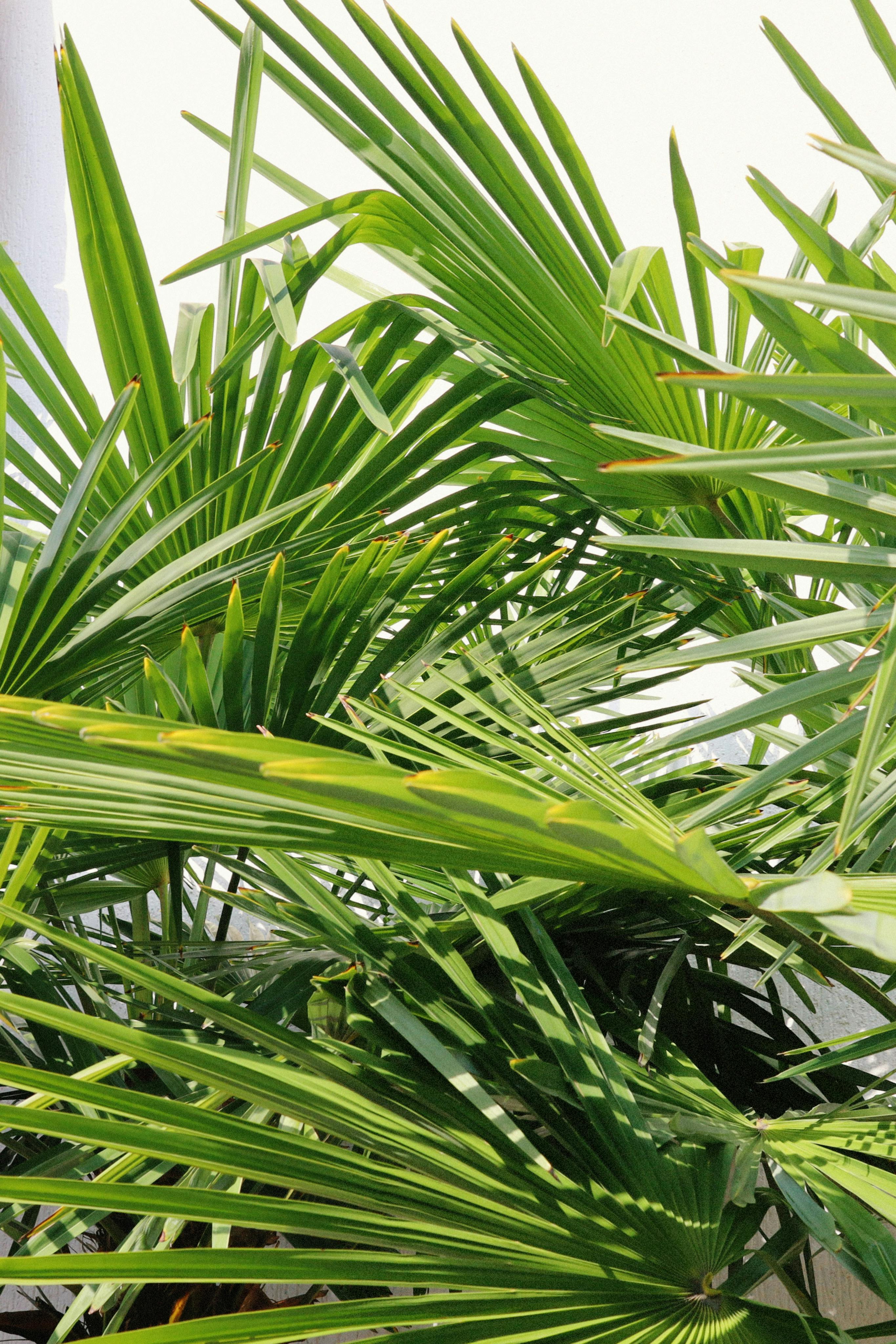 Green Fan Leaf Plant · Free Stock Photo