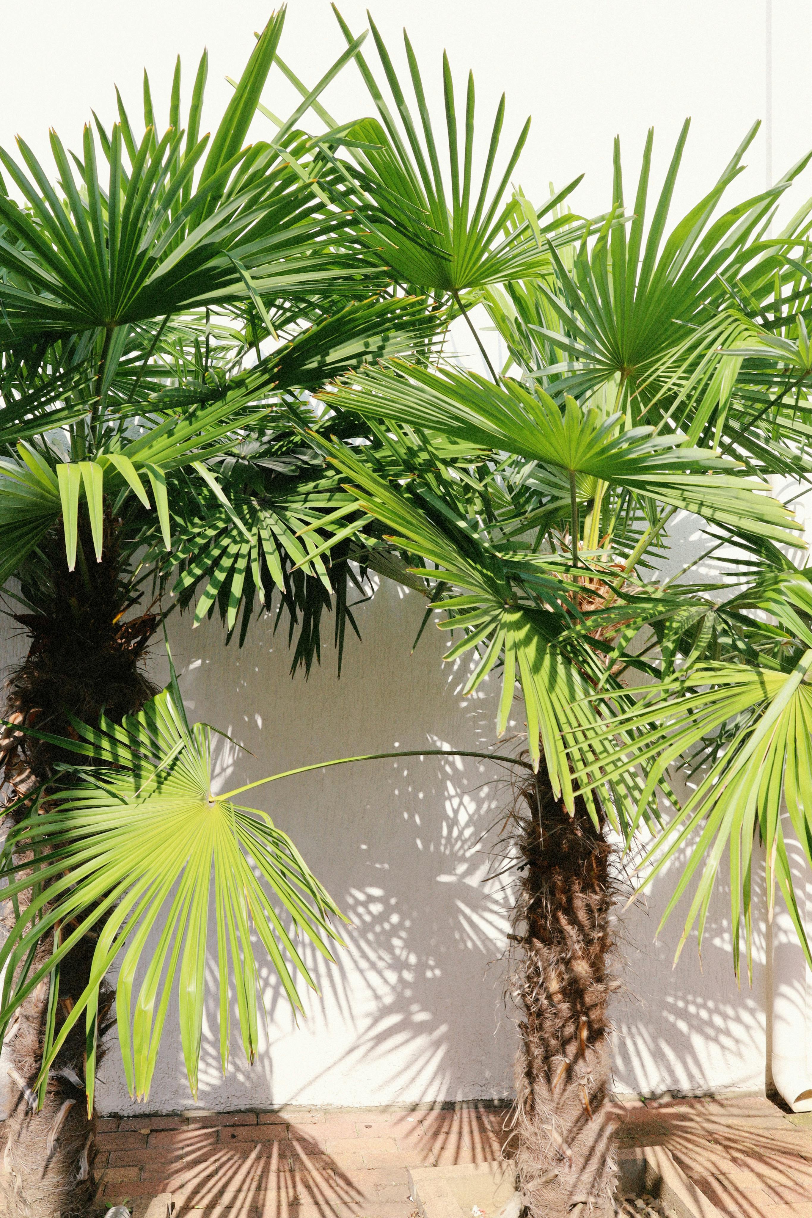Nft Palm Photos, Download The BEST Free Nft Palm Stock Photos & HD Images