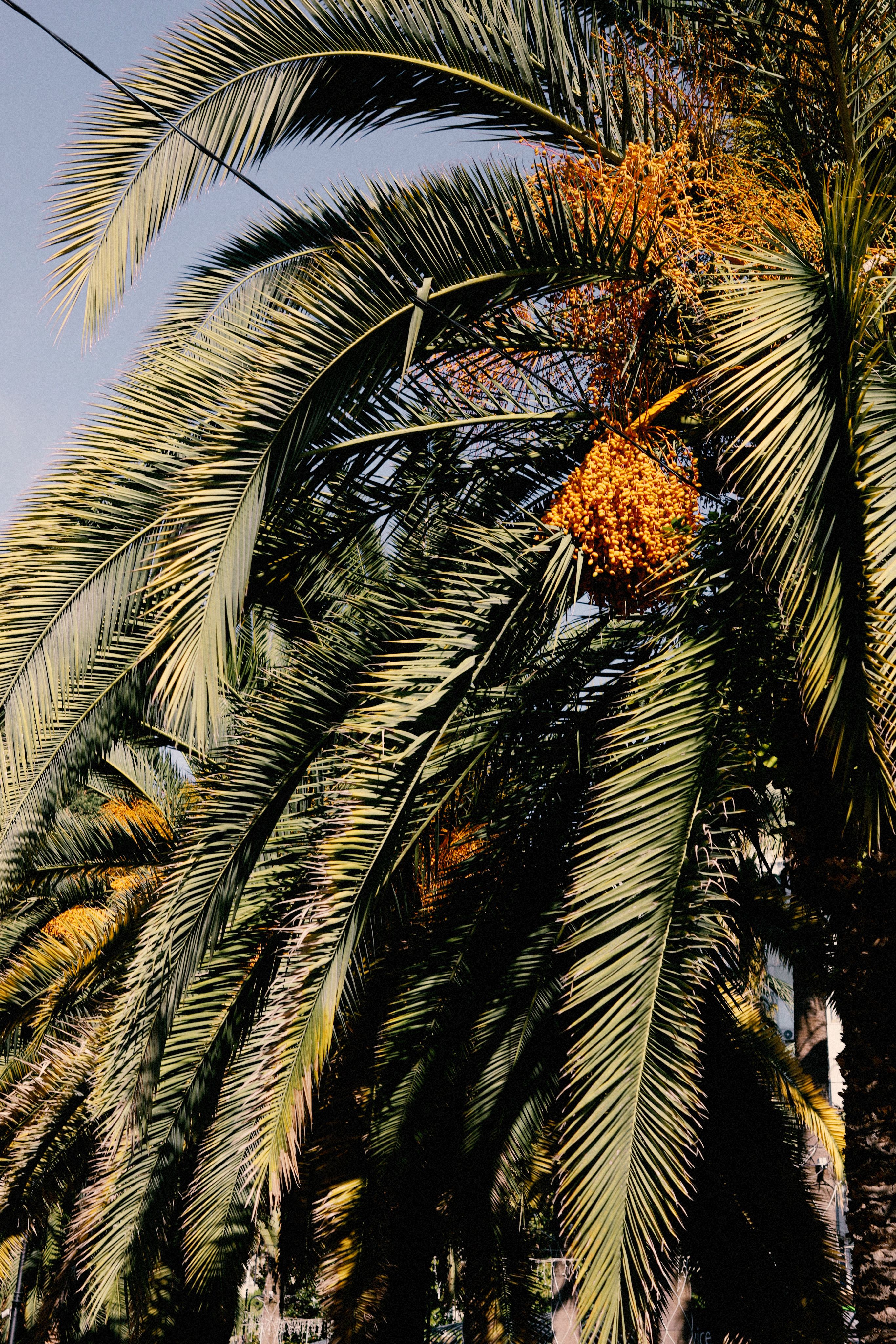 Tropical Palm Tree with Orange Fruit Cluster · Free Stock Photo