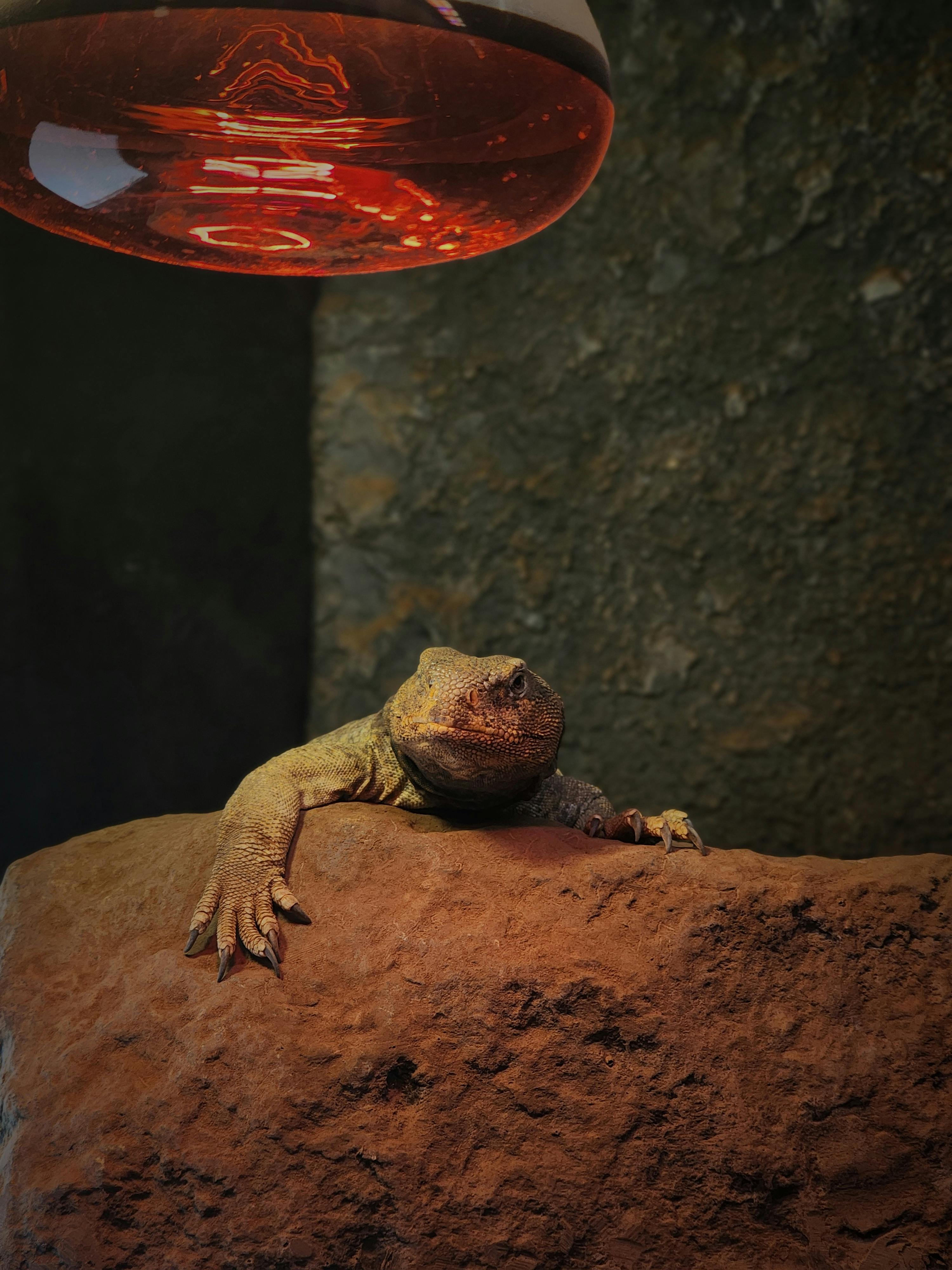 Lizard Basking Under Heat Lamp · Free Stock Photo