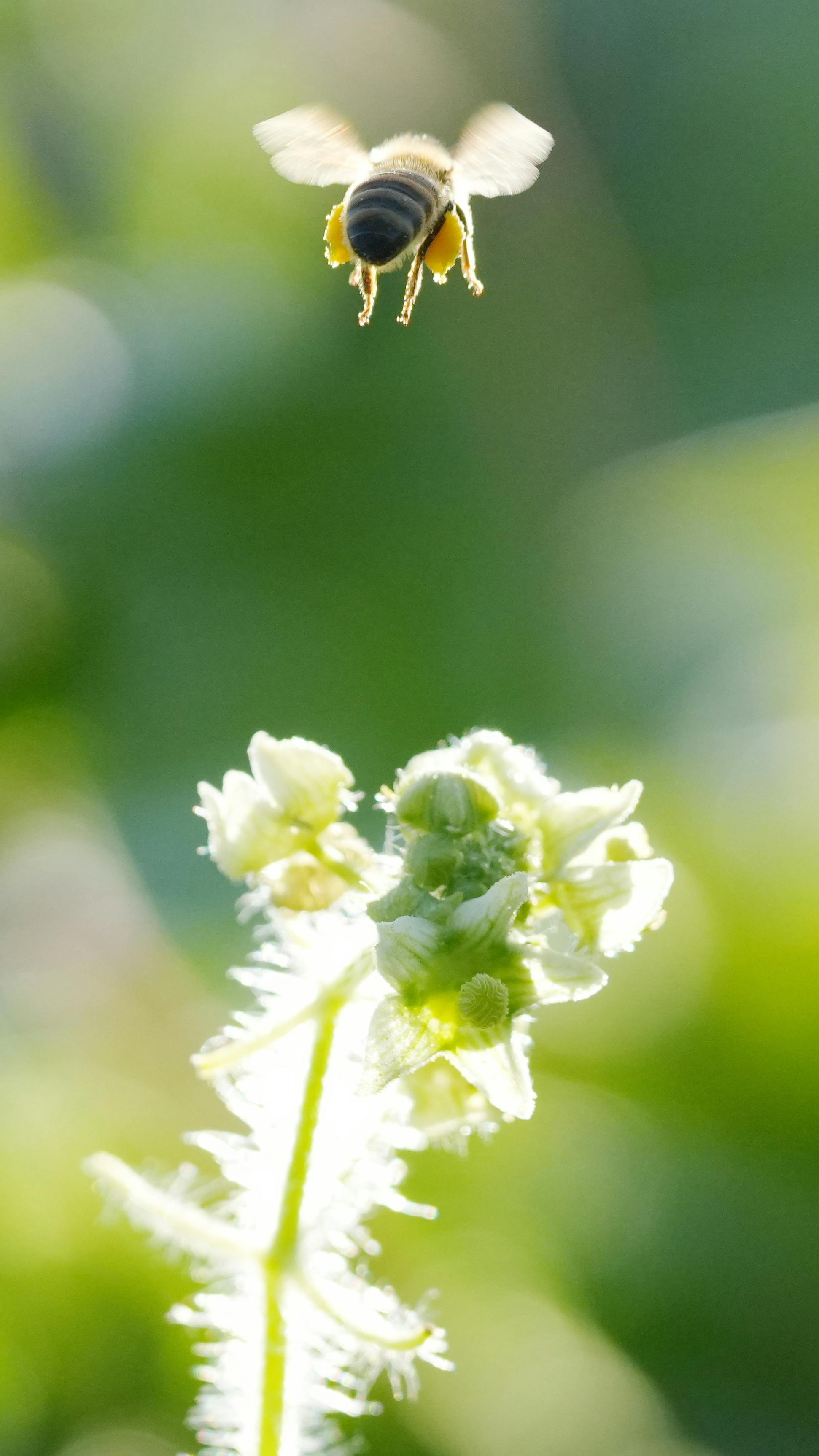 Bee in Flight Approaching White Flower · Free Stock Photo