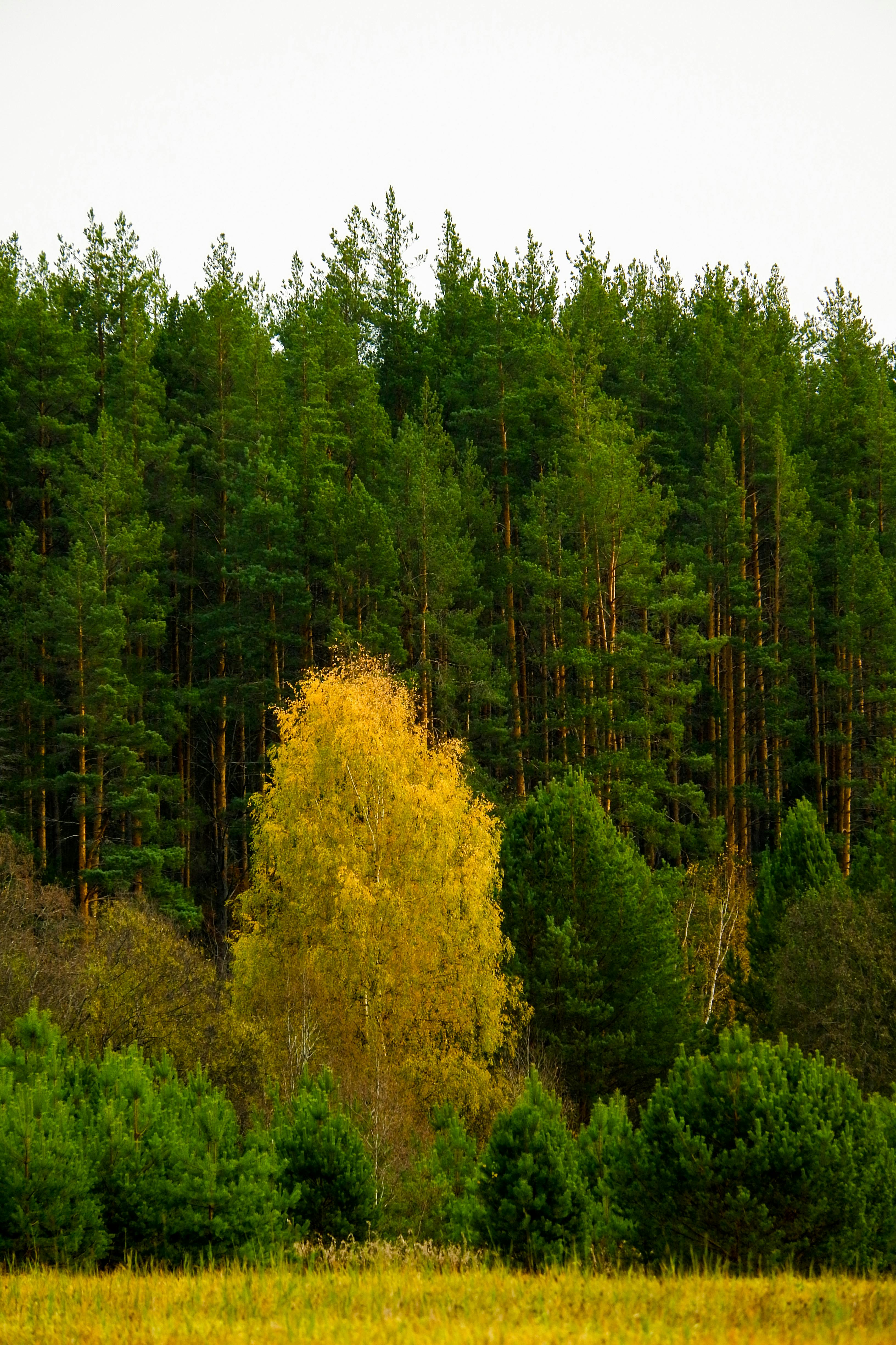 Two Trees during Autumn · Free Stock Photo