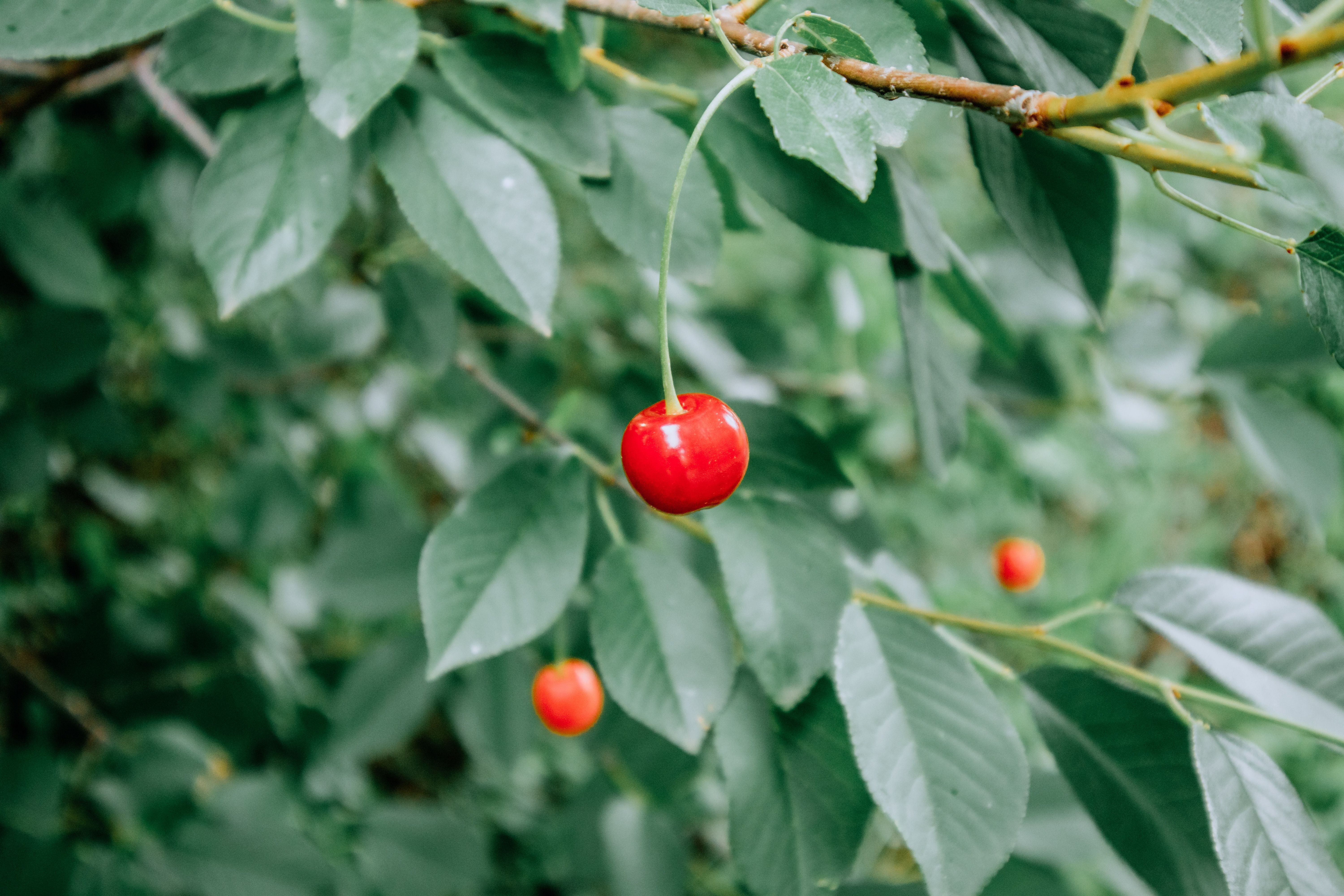 Close-up of Ripe Red Cherry on Tree Branch · Free Stock Photo