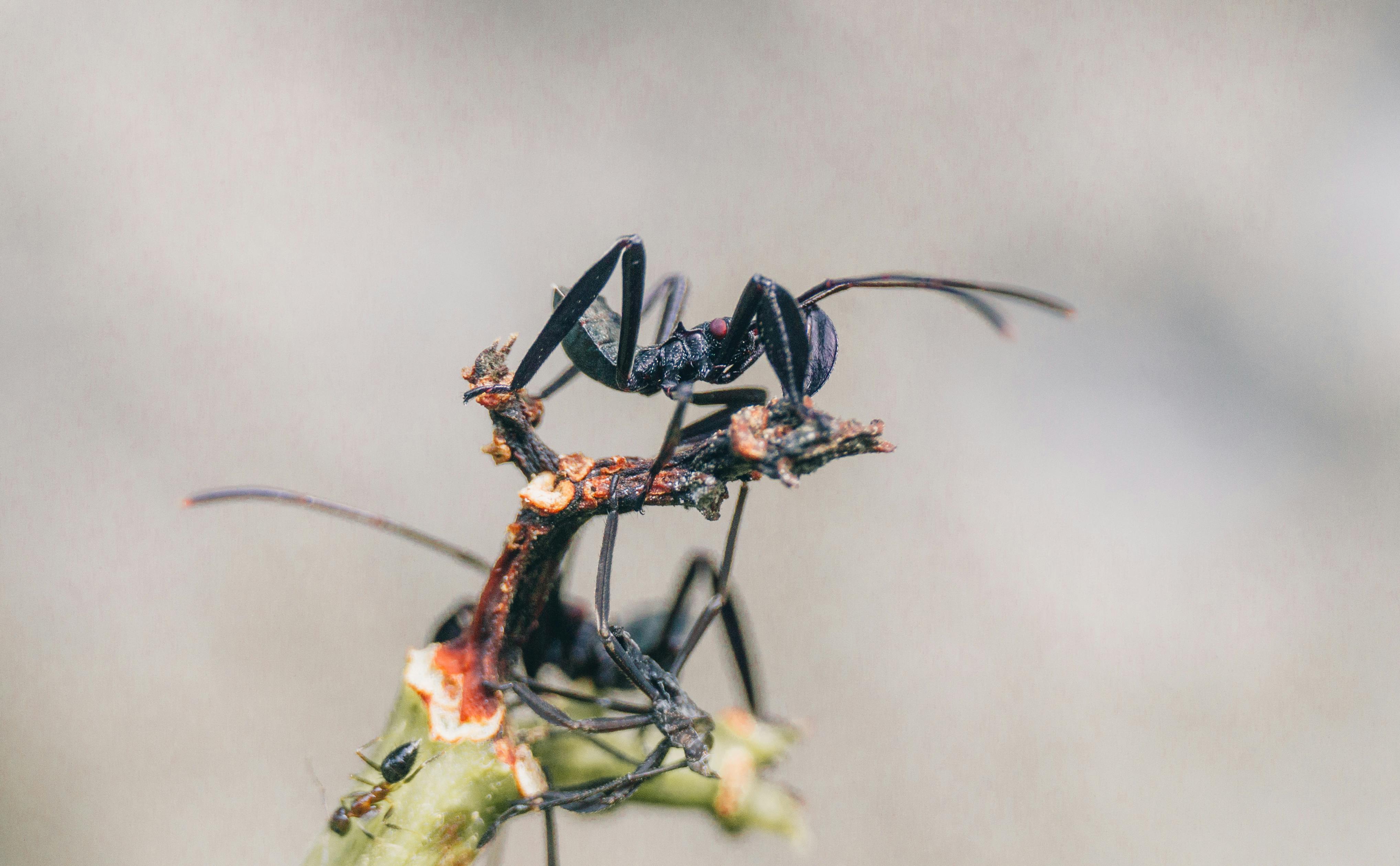 Mantis Religiosa Negra · Foto de stock gratuita