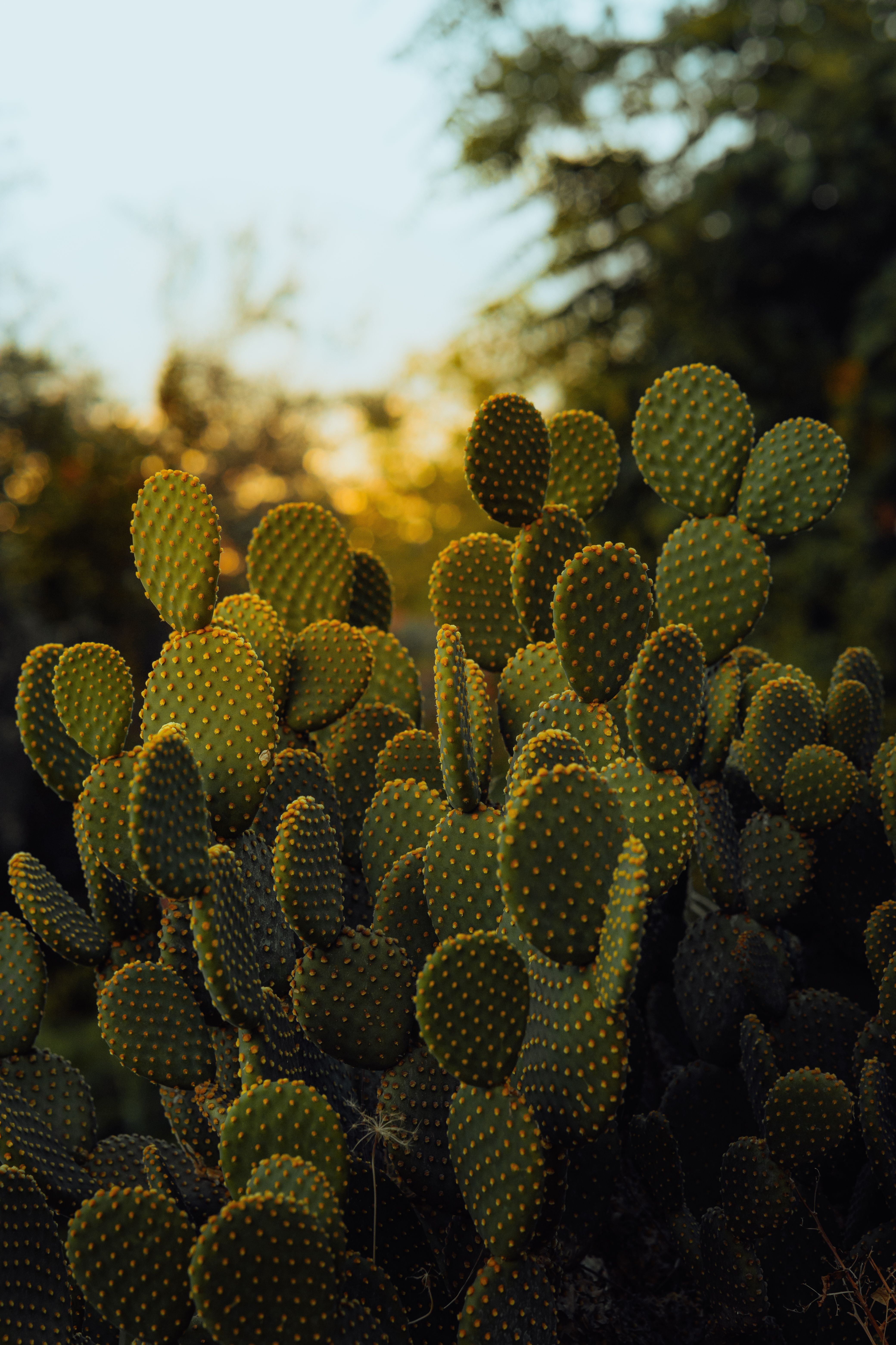 Vibrant Cactus at Sunset in Natural Habitat · Free Stock Photo