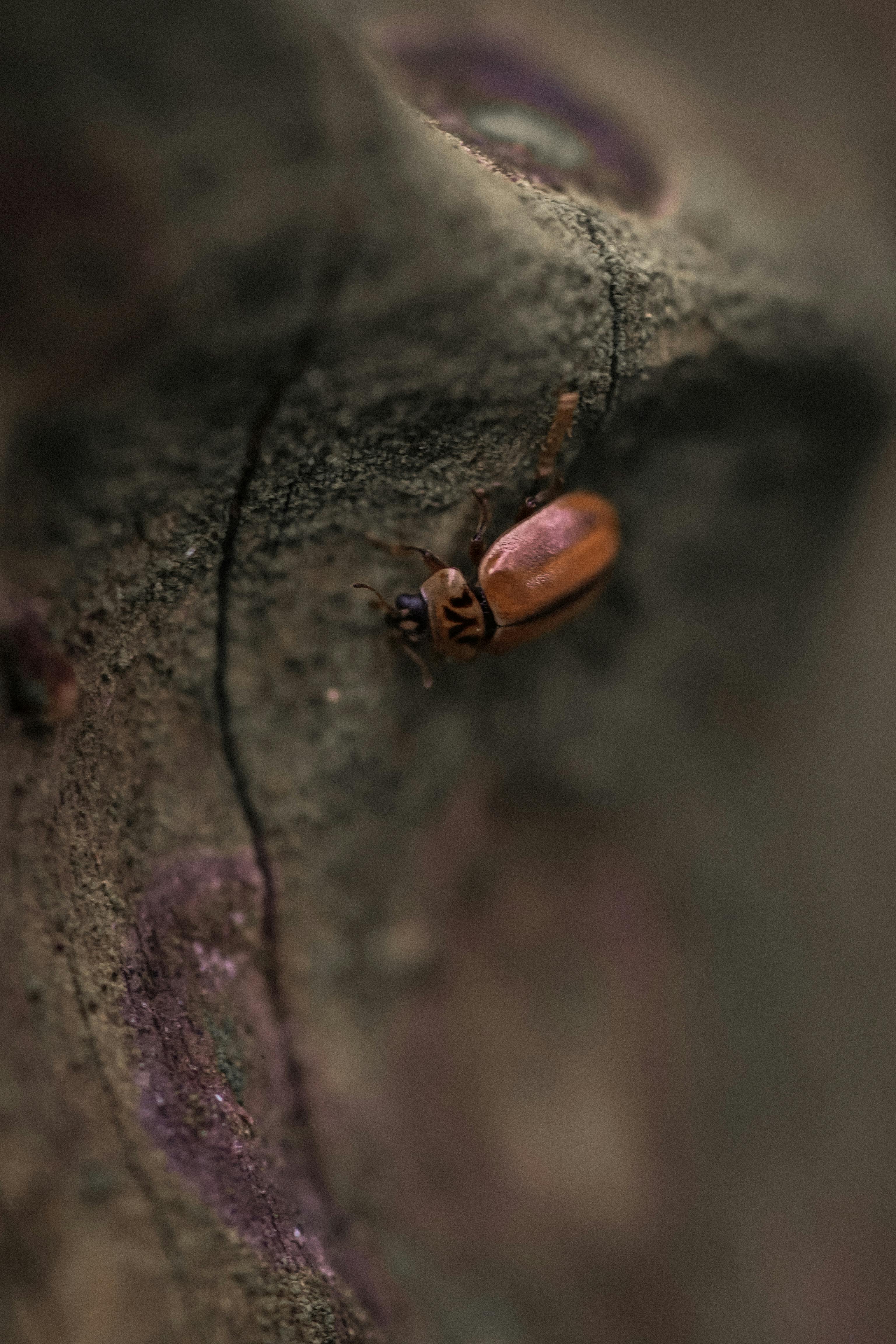 Winter Forest Wood Exe Photos, Download The BEST Free Winter Forest ...