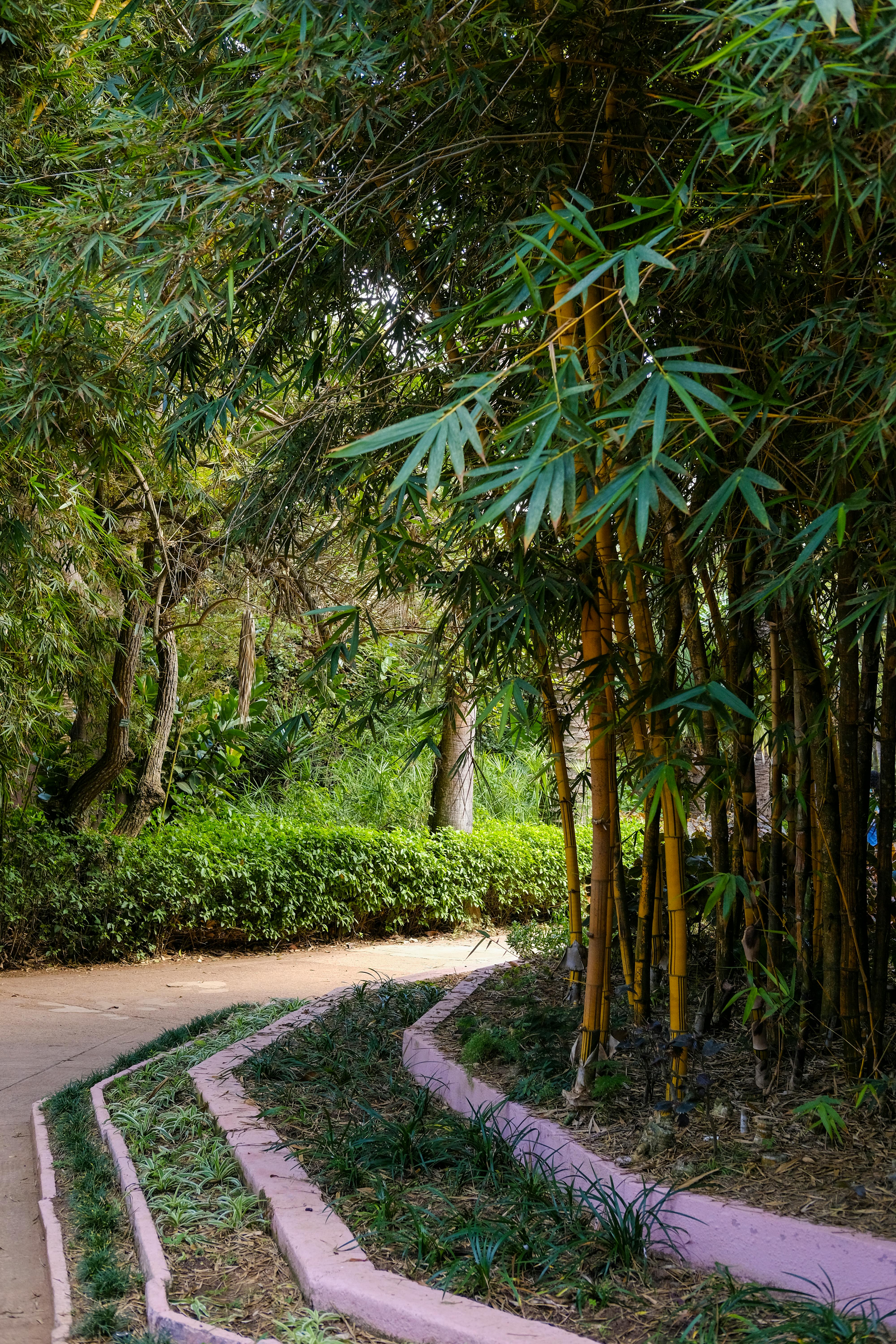 Serene Bamboo Pathway in Lush Green Park · Free Stock Photo