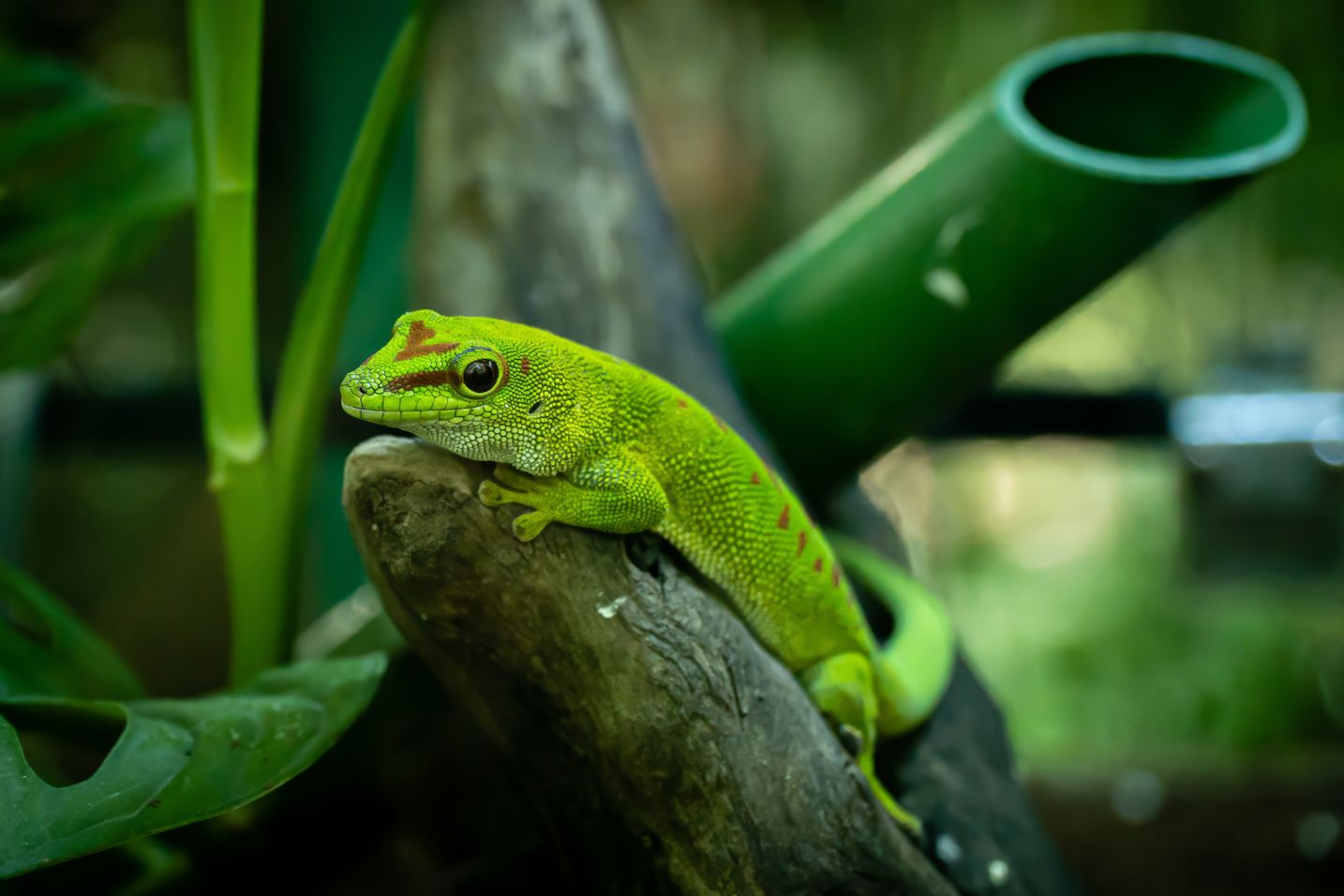 Complete Guide to Caring for Electric Blue Day Geckos