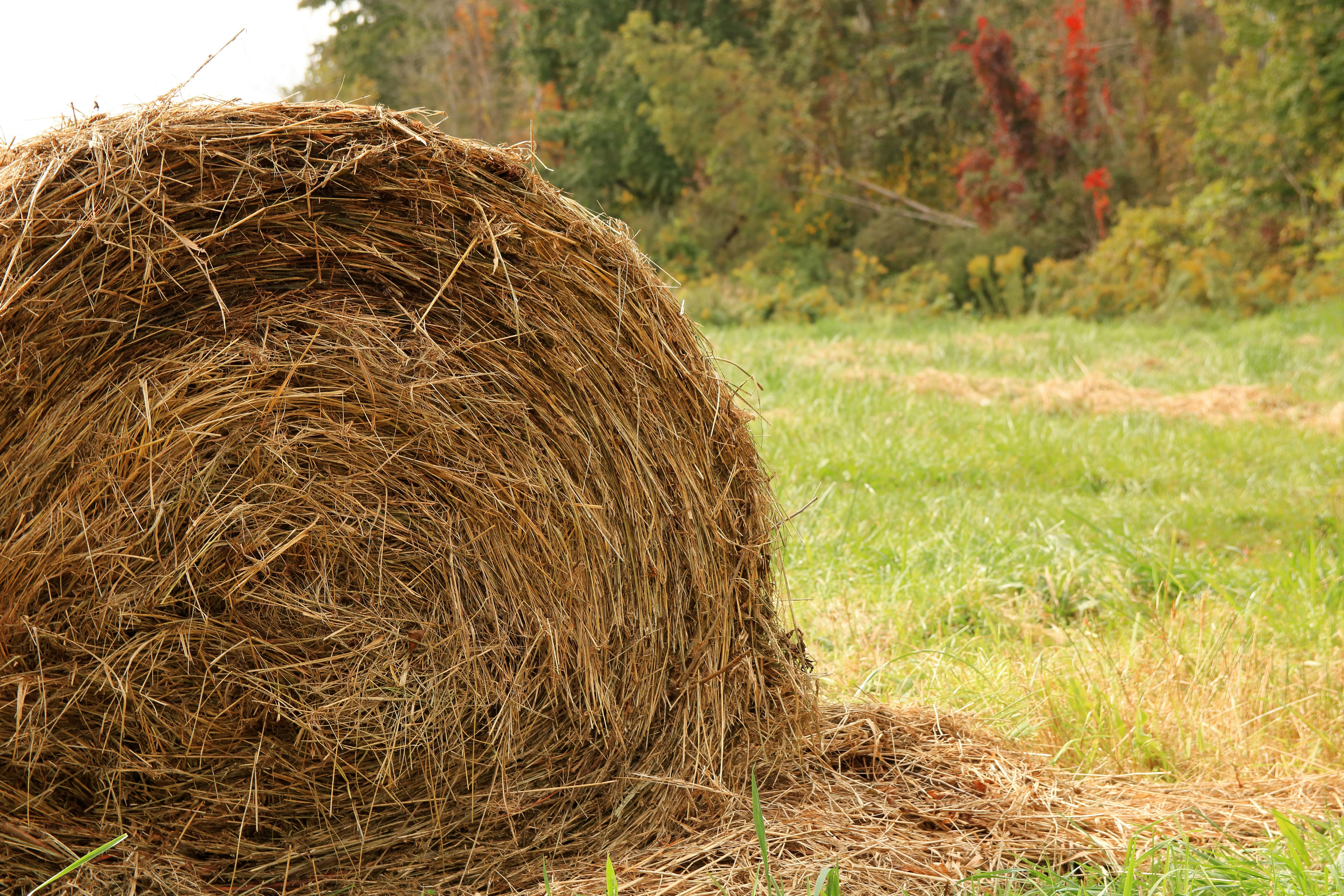 Cattle Feed Grains Photos, Download The BEST Free Cattle Feed Grains ...