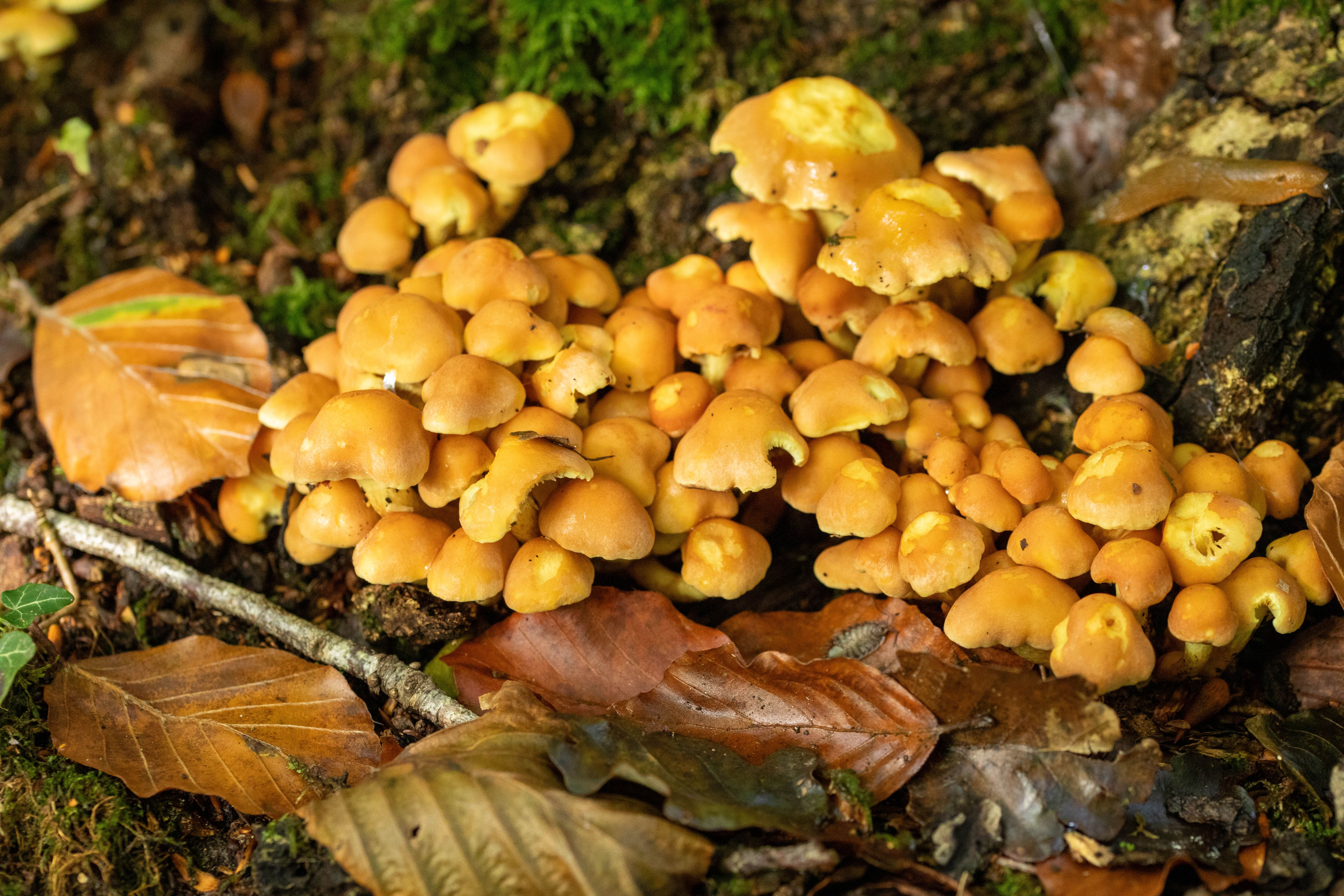 10.000+ Goldener Top-pilz Bilder und Fotos · Kostenlos Downloaden ...