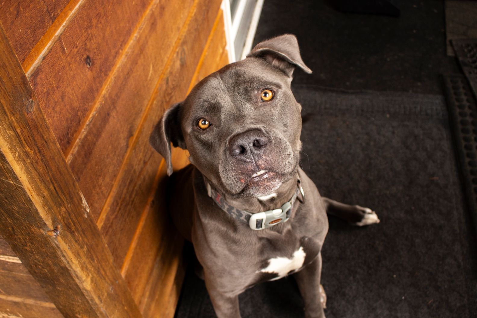 Pitbulls 101: Facts, Care, and Training for Pittbull Owners