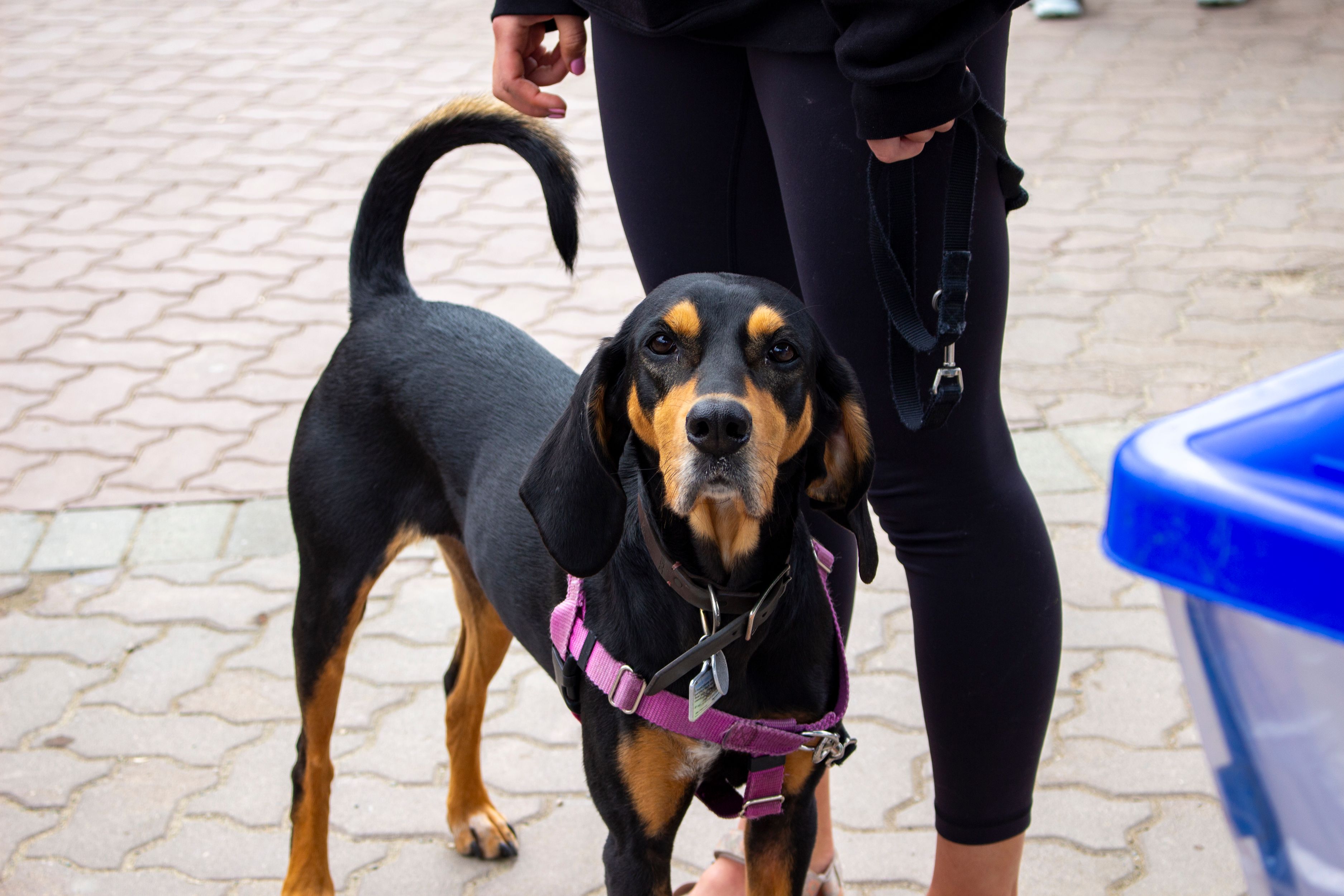 Black and Tan Dog on Leash in Whistler · Free Stock Photo